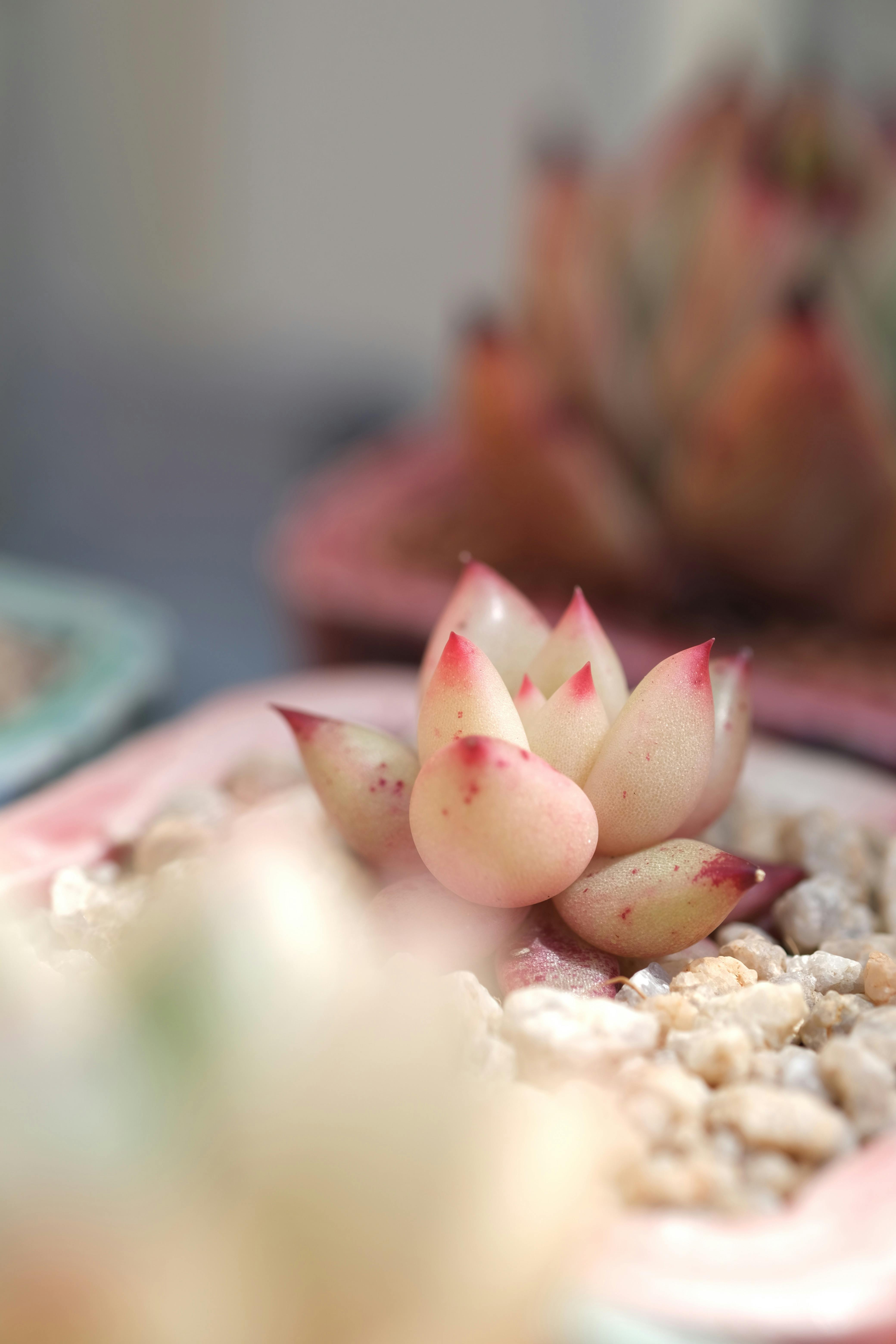 Wither Flower In Pot Photos, Download The BEST Free Wither Flower In ...