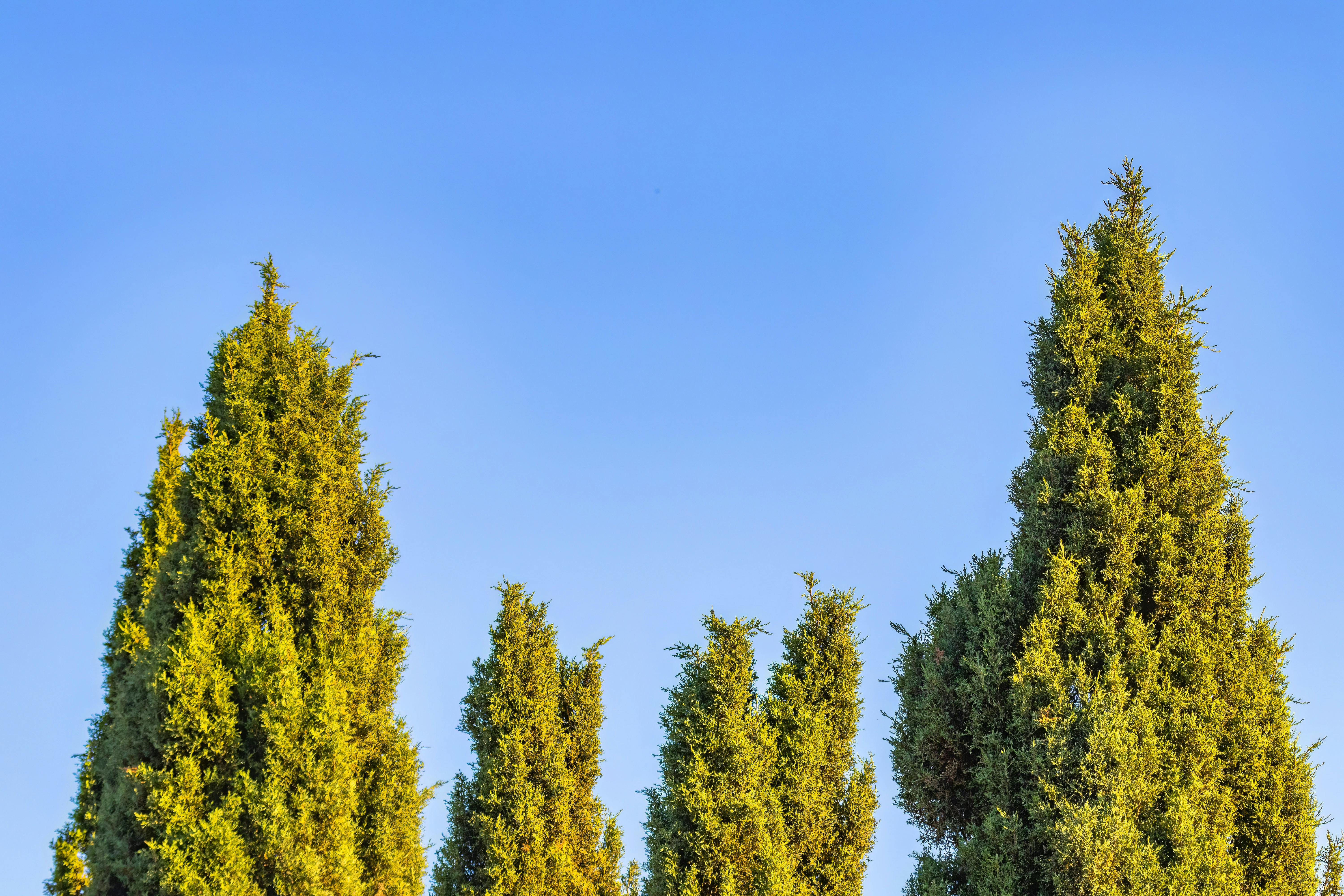 Green Leafed Trees · Free Stock Photo