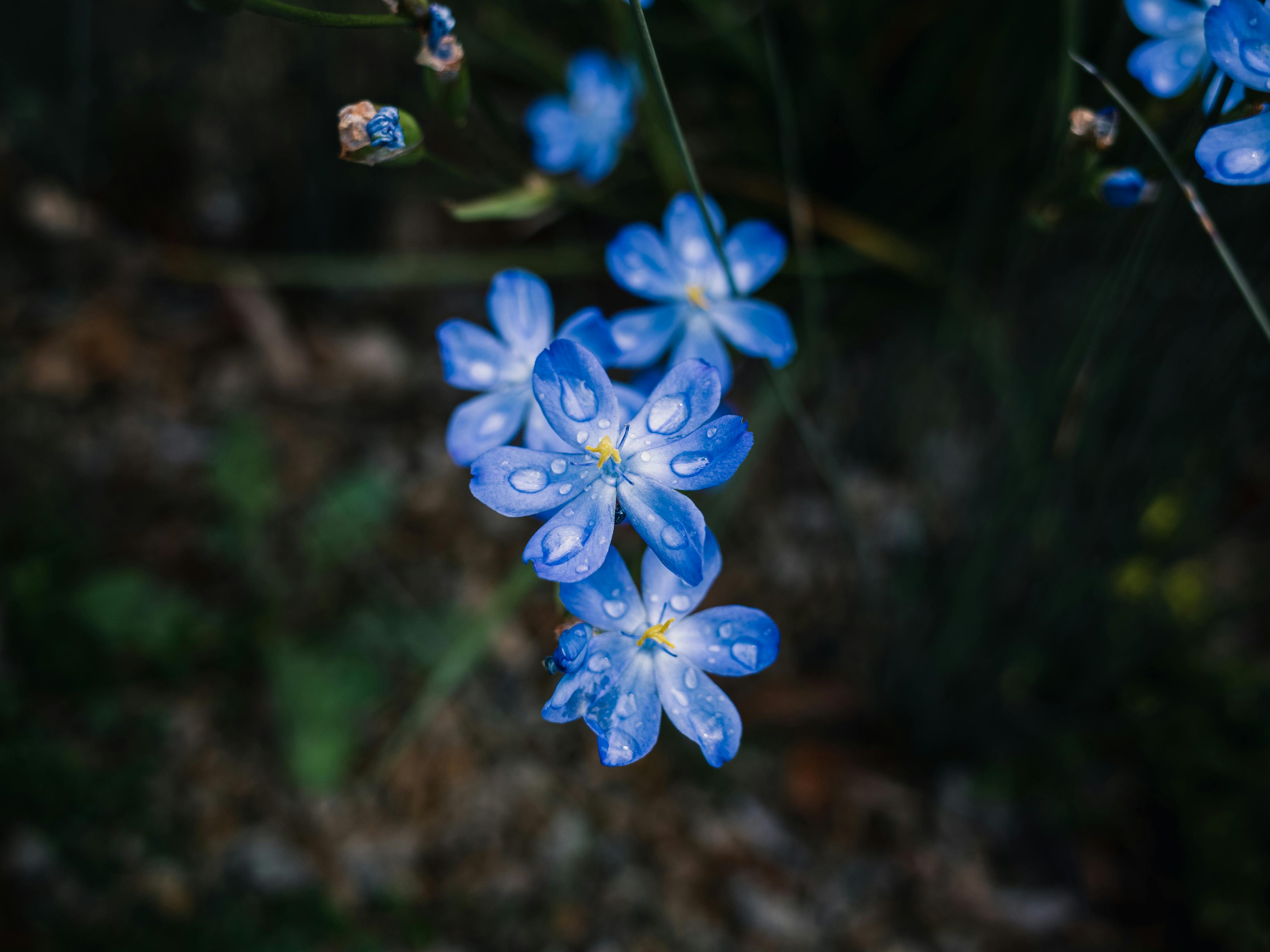 Wet Flowers in Garden · Free Stock Photo Wet Flowers in Garden · Free Stock Photo