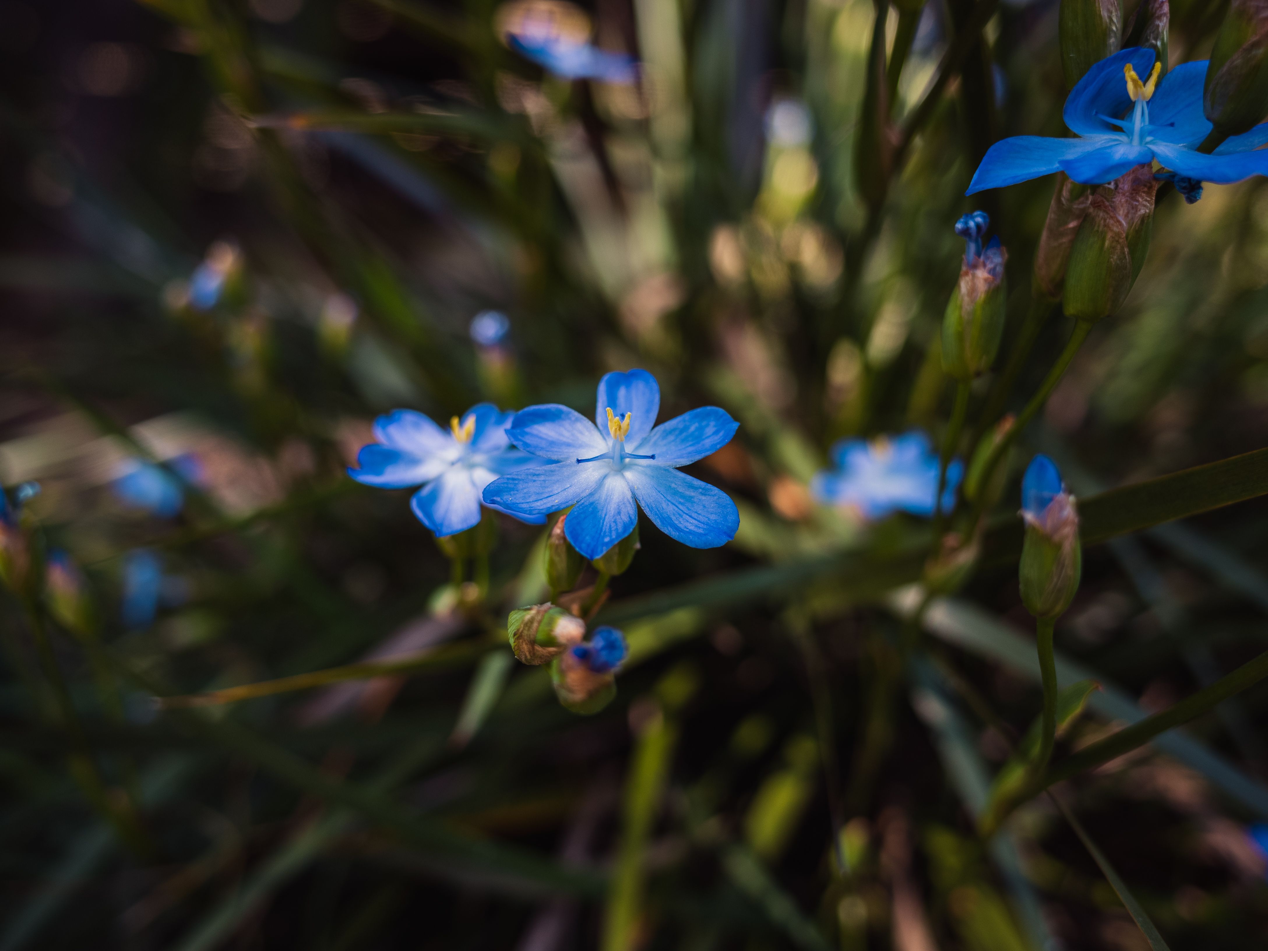 Pozo Blue Sage Photos, Download The BEST Free Pozo Blue Sage Stock ...