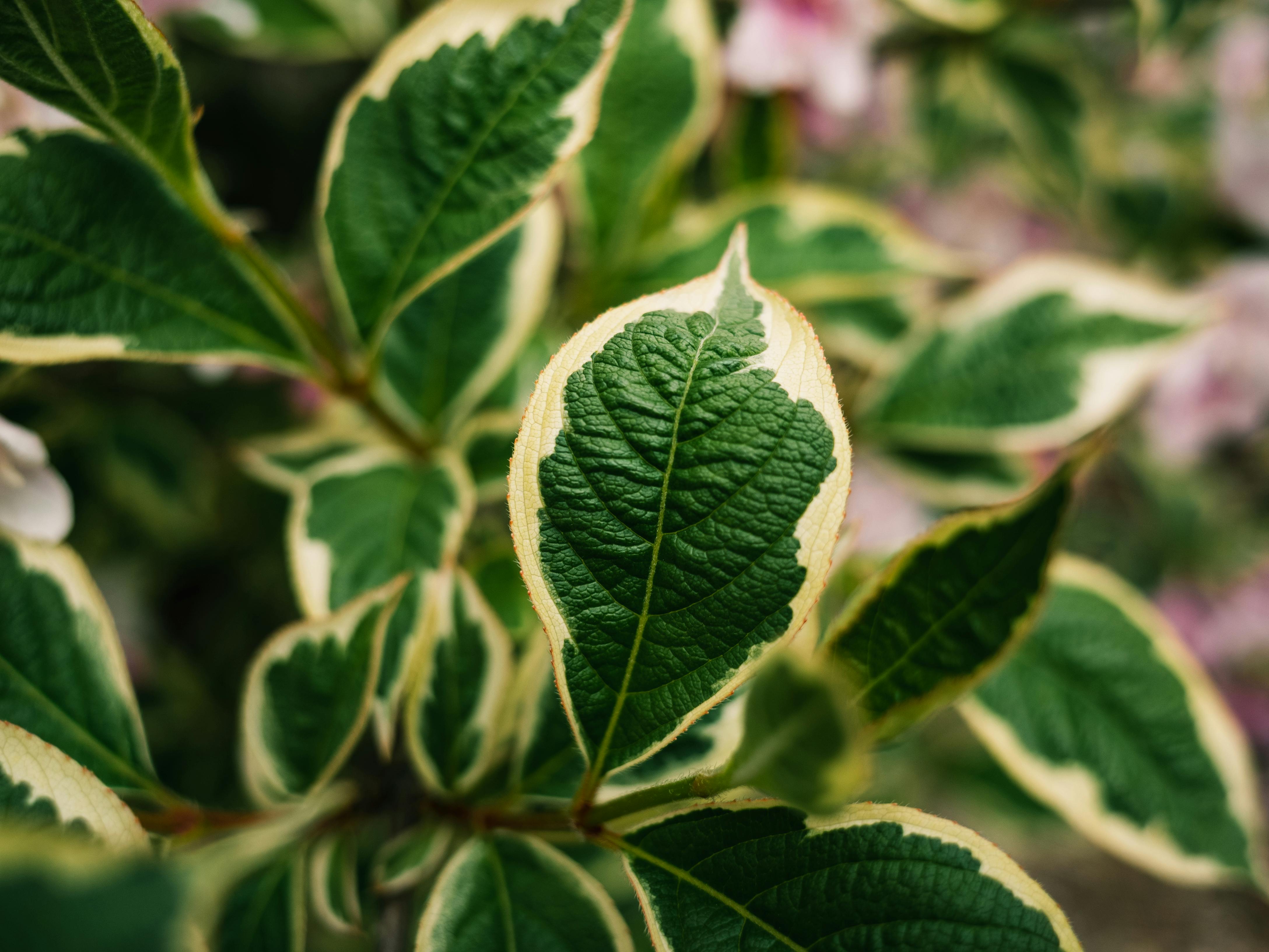 Close up of a Bonsai Tree · Free Stock Photo
