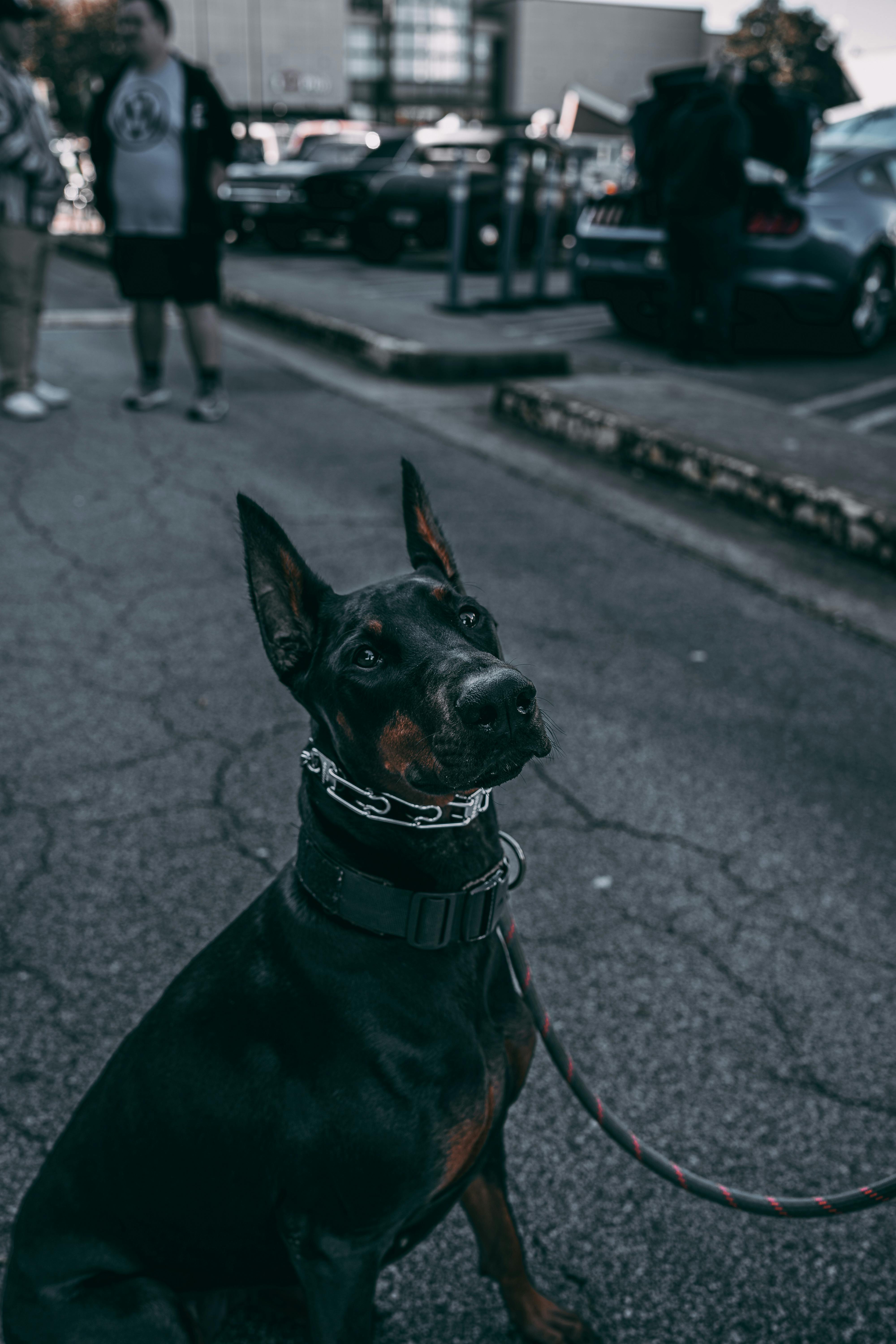 Black and Tan Doberman Pinscher · Free Stock Photo