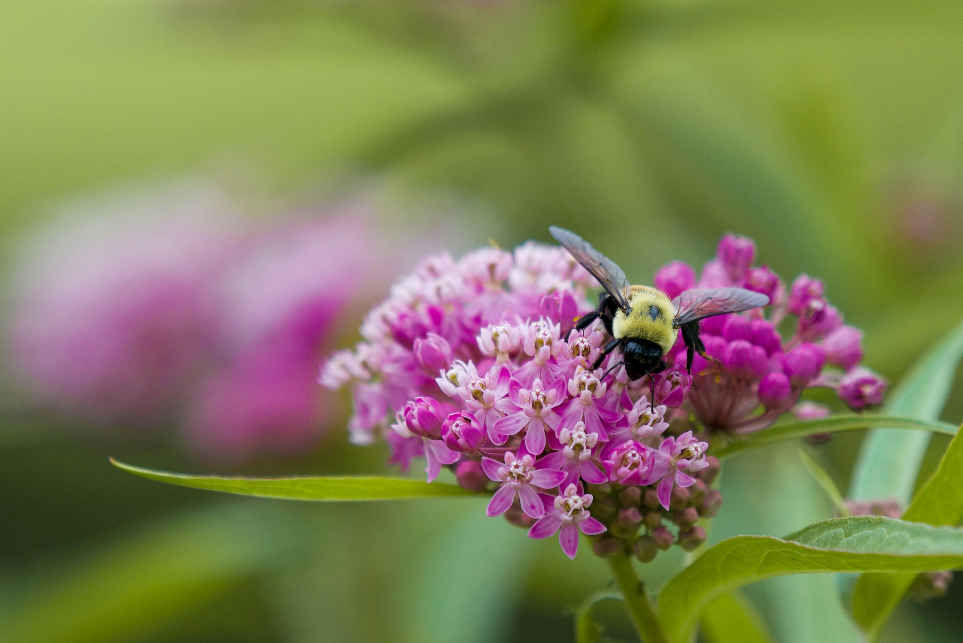 Close-up Photo of Bee in Flower · Free Stock Photo