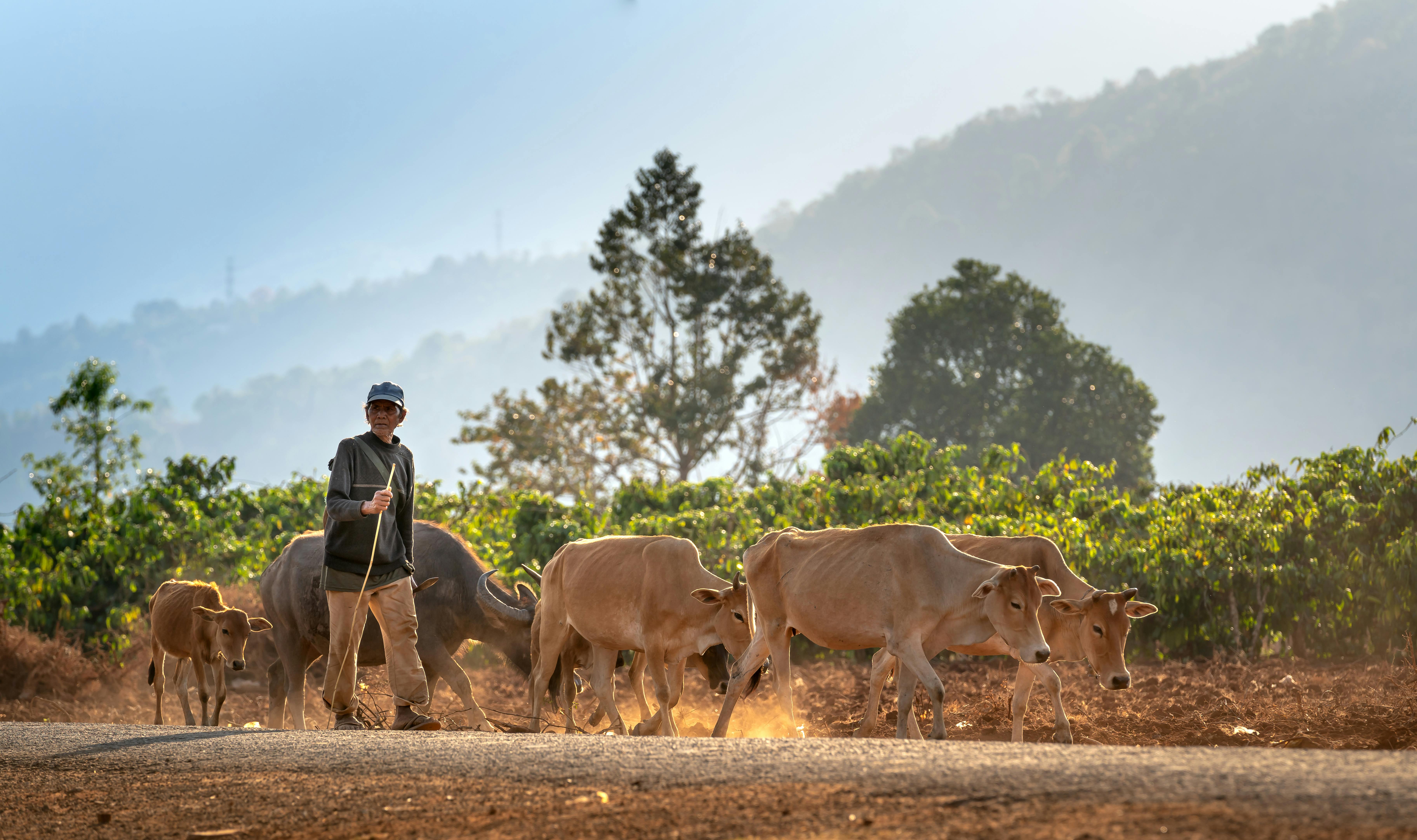 Man Leading Cattle Herd · Free Stock Photo