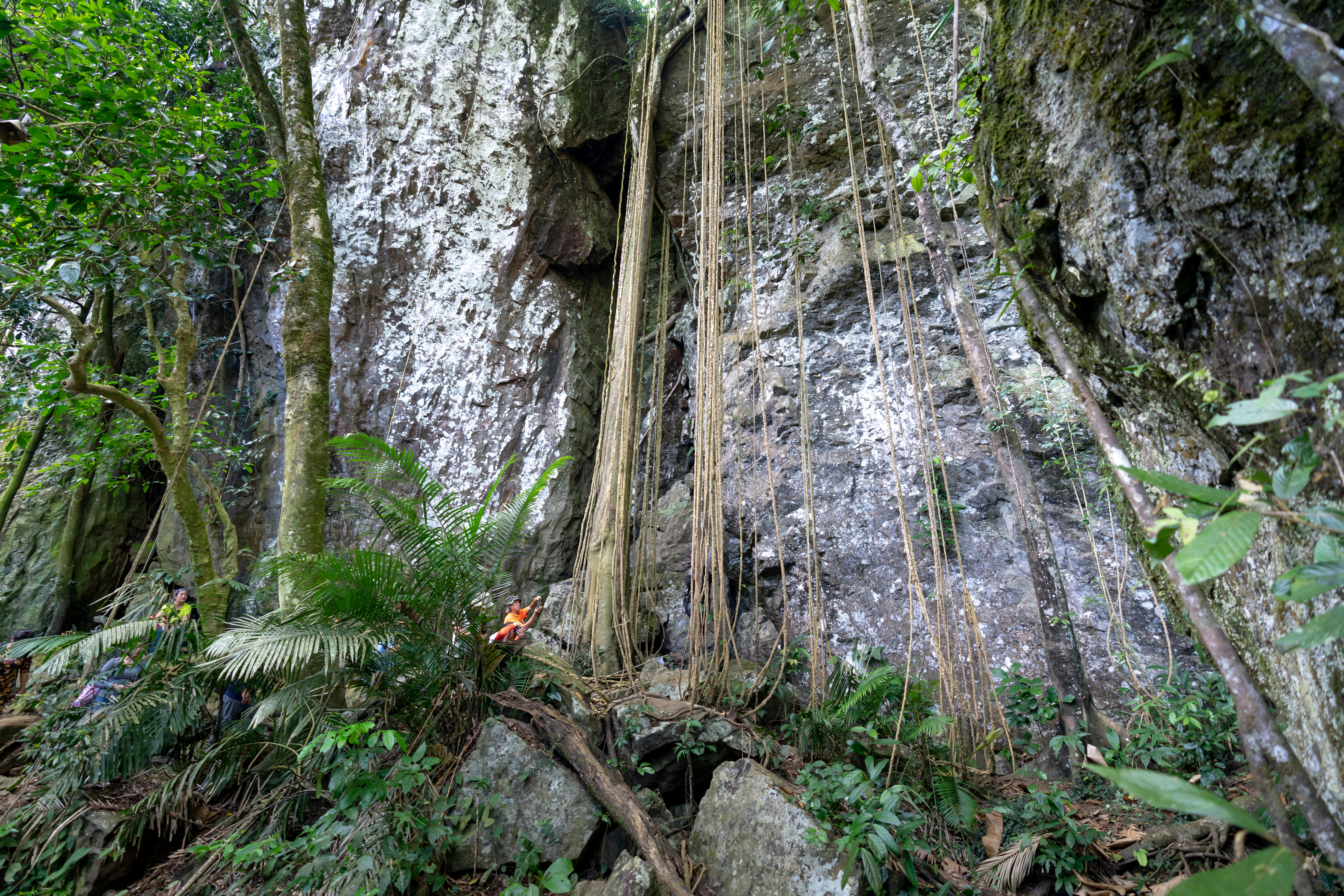 Big Vines Hanging in the Forest · Free Stock Photo