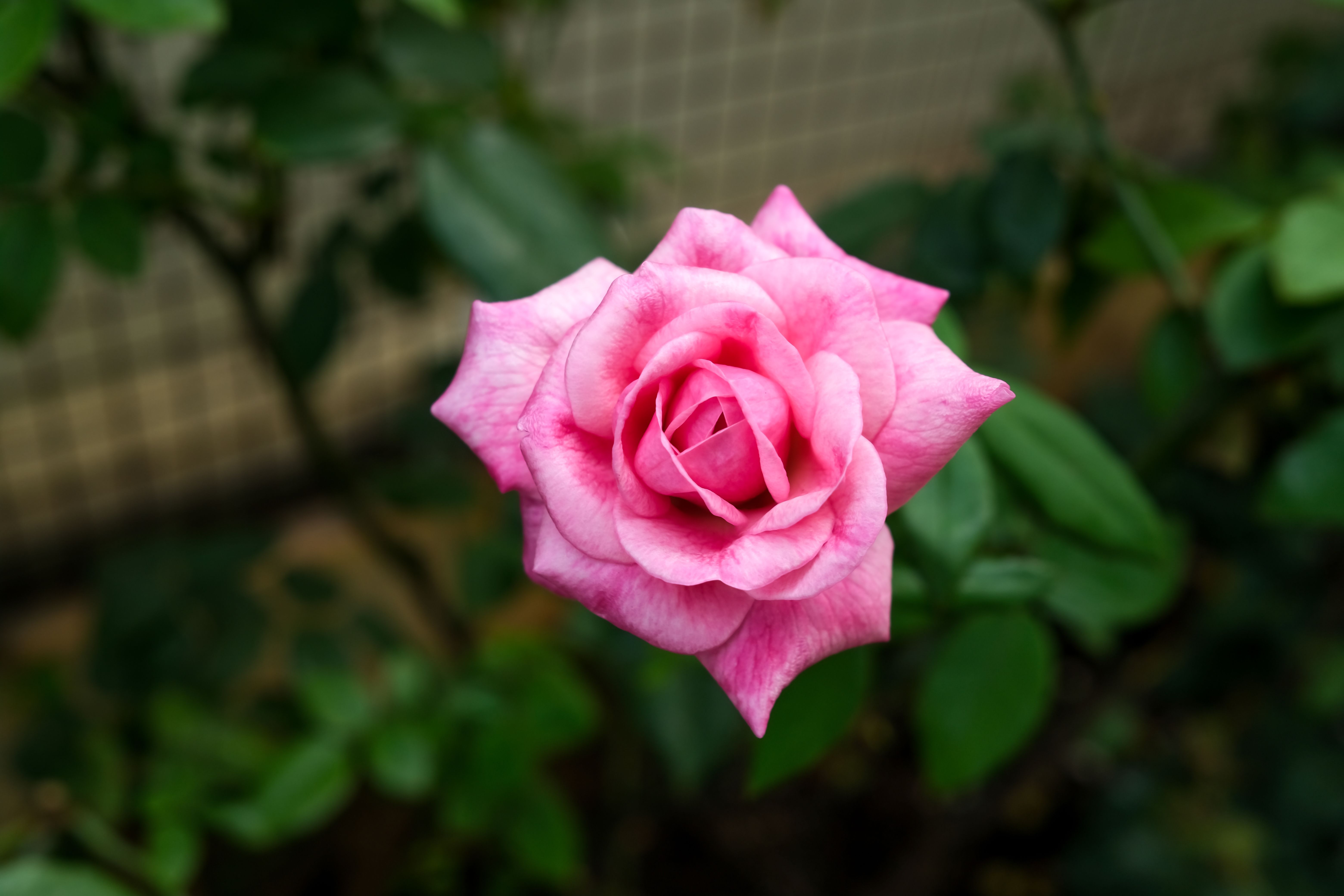 Pink Rose in Close Up Photography · Free Stock Photo