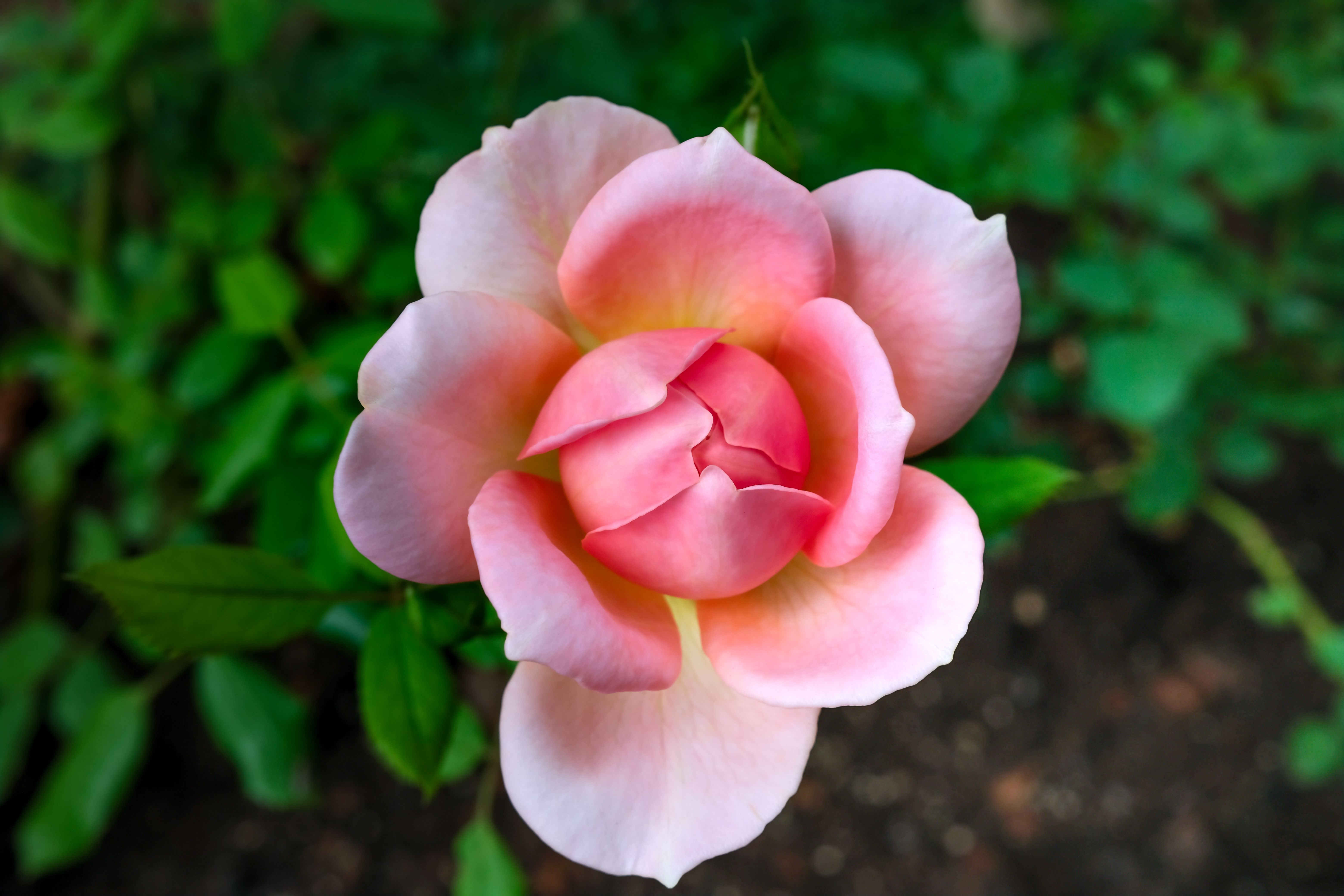 A Close-Up Shot of a Pink Rose in Bloom · Free Stock Photo