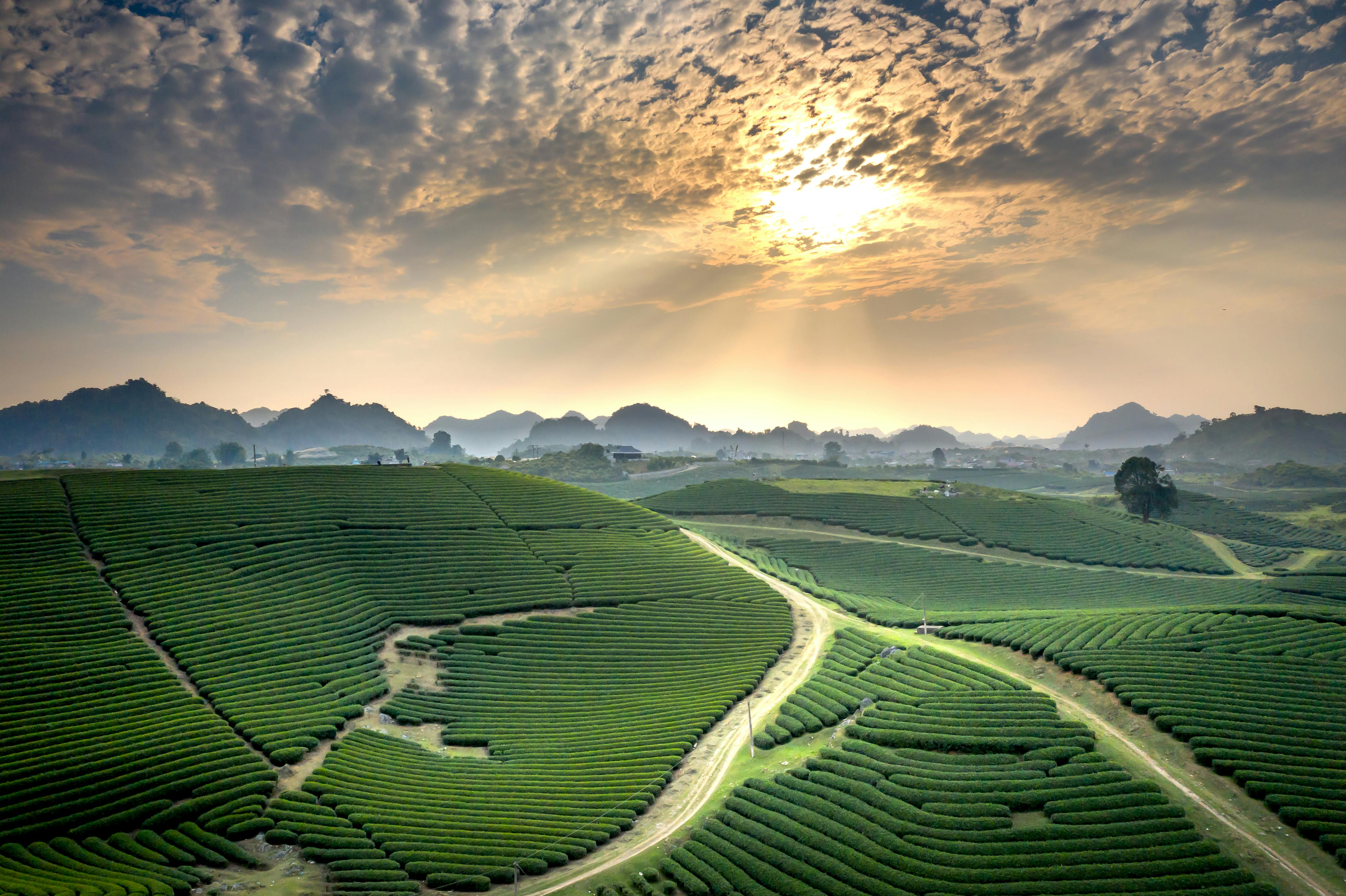 Aerial Photography of Agricultural Field during Sunset · Free Stock Photo