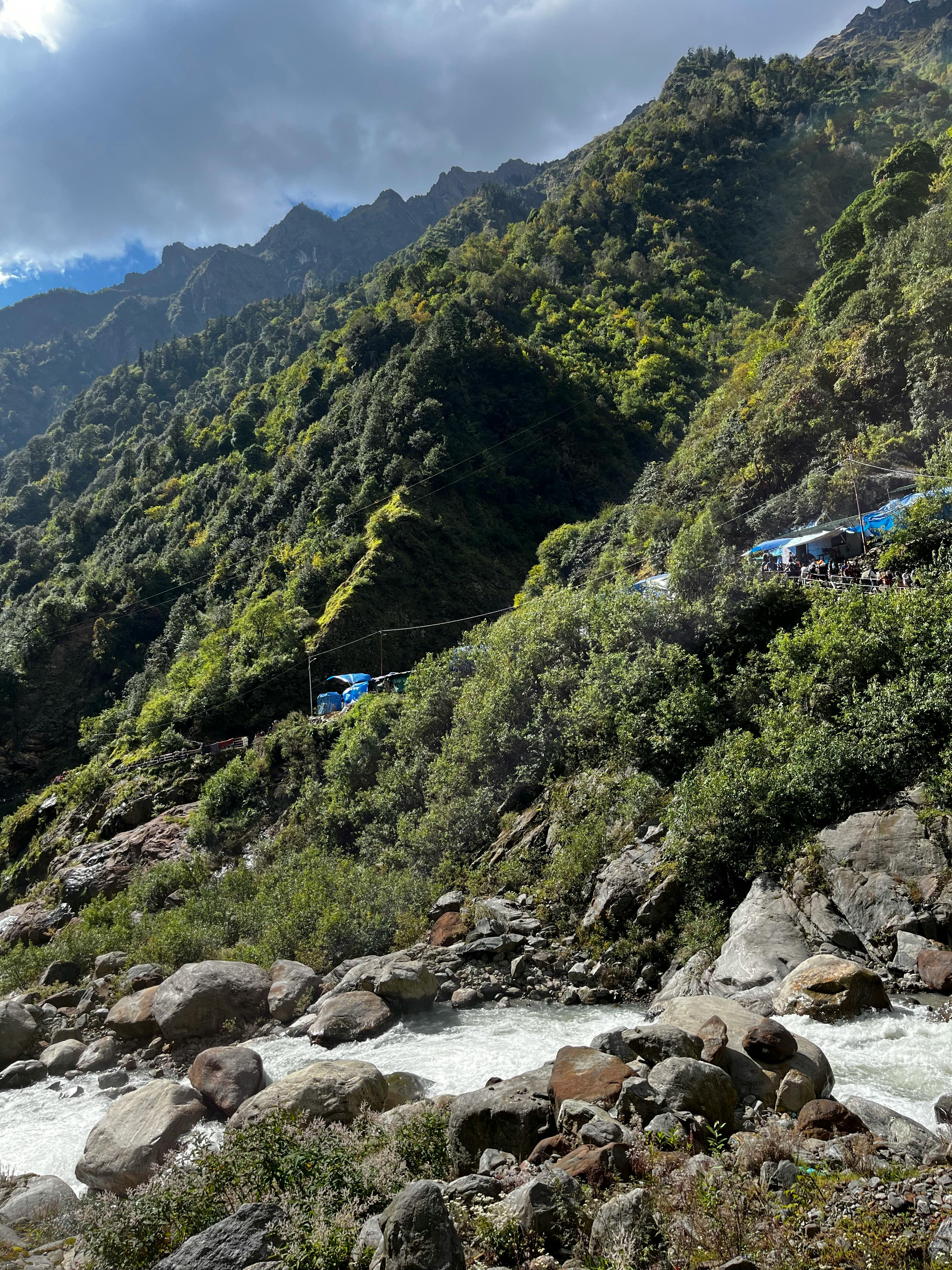 Green Trees Near a Stream with Flowing Water · Free Stock Photo