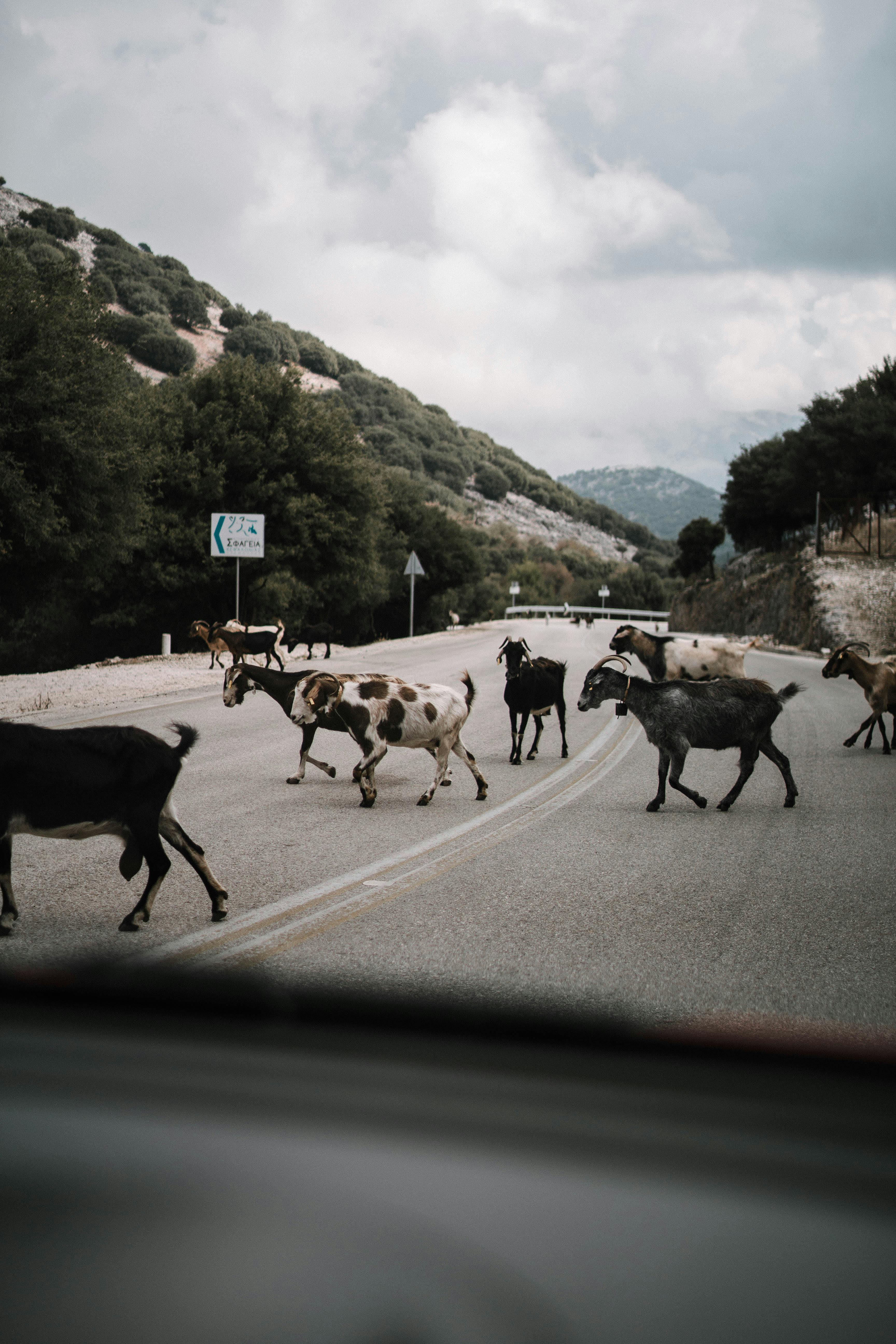 Goat Herd Crossing Street · Free Stock Photo