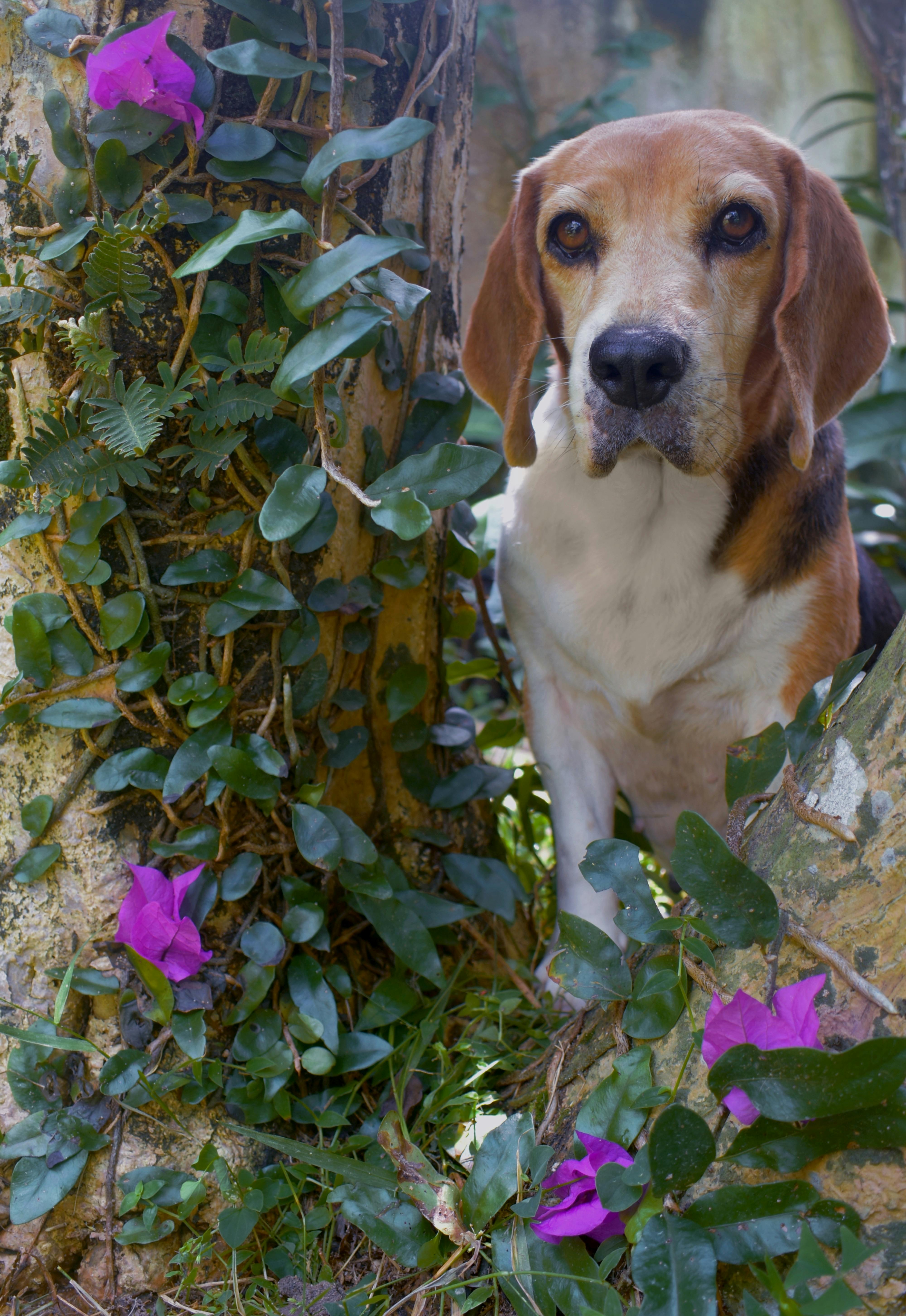 Dog Vines 2020 Photos, Download The BEST Free Dog Vines 2020 Stock ...