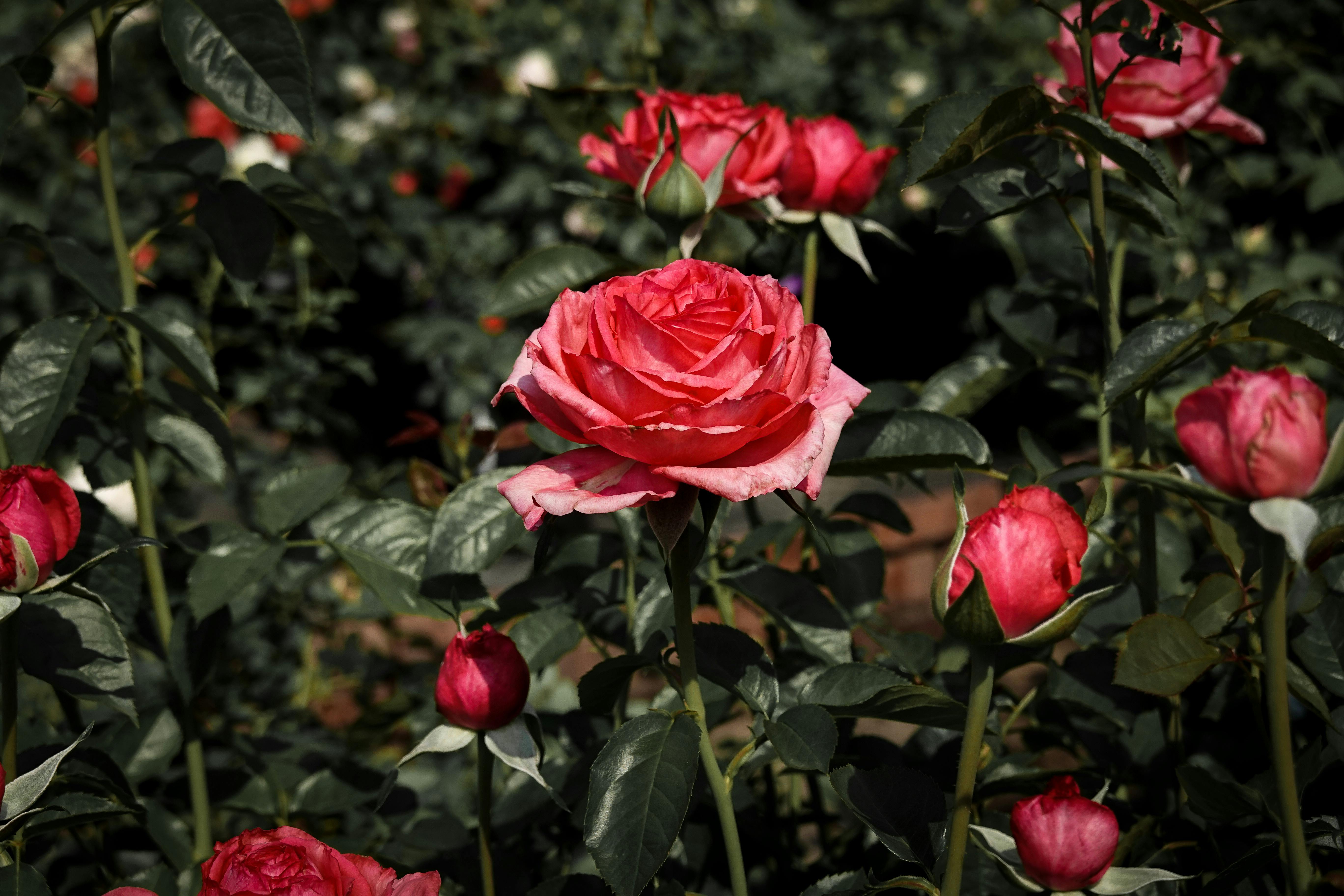 Red Roses in Bloom · Free Stock Photo