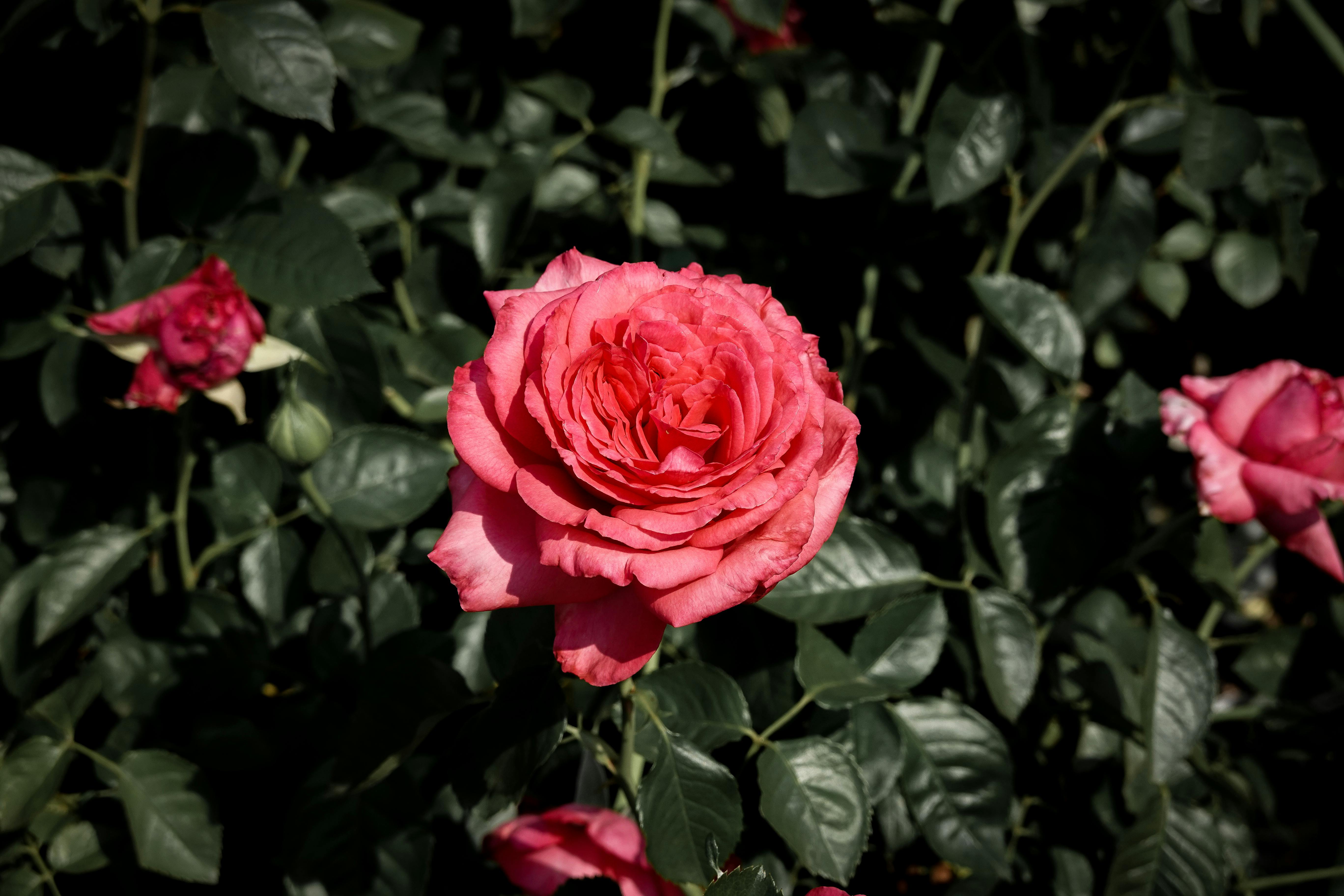Pink Roses in Bloom · Free Stock Photo