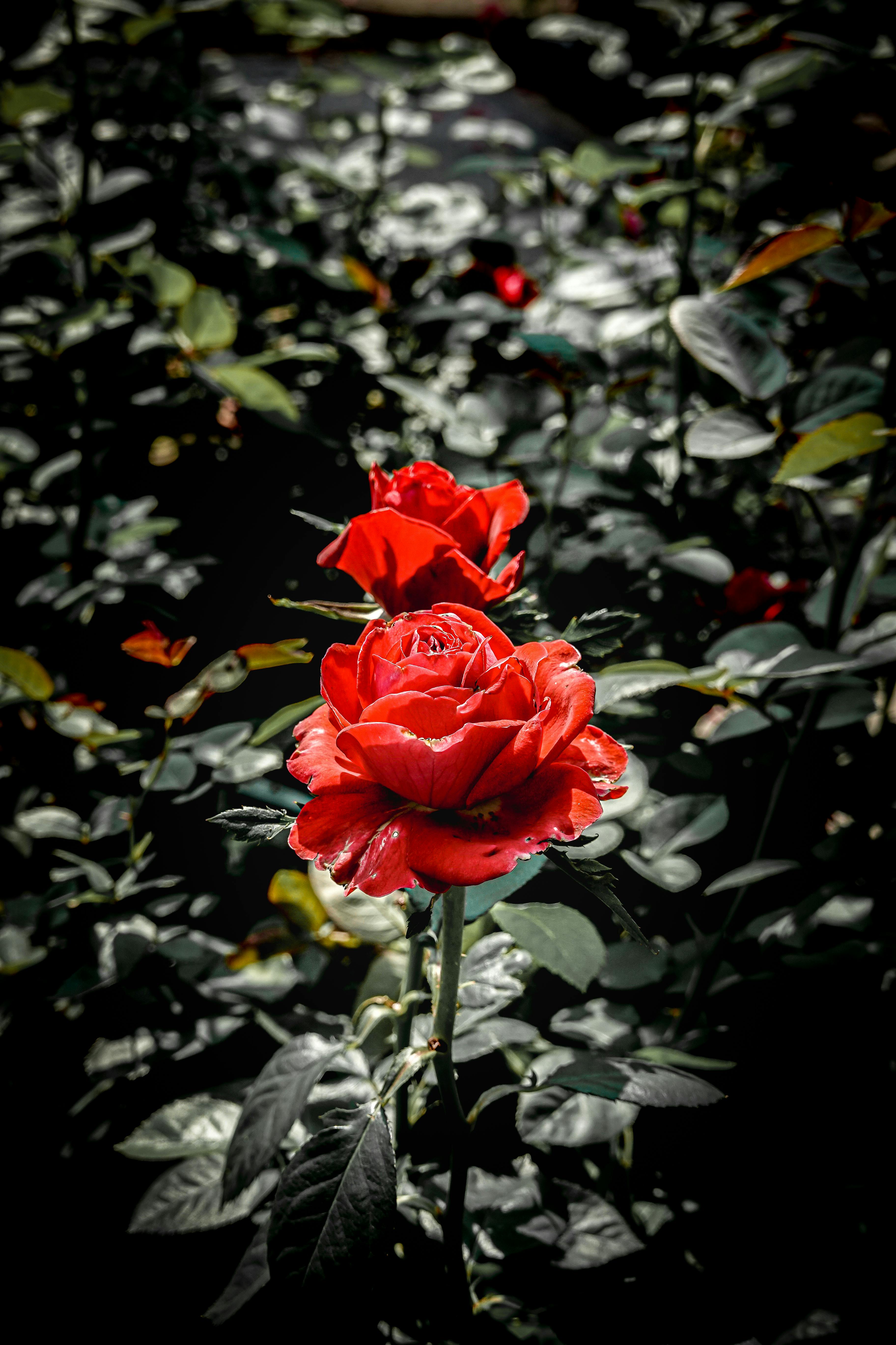 A Red Rose in Bloom · Free Stock Photo