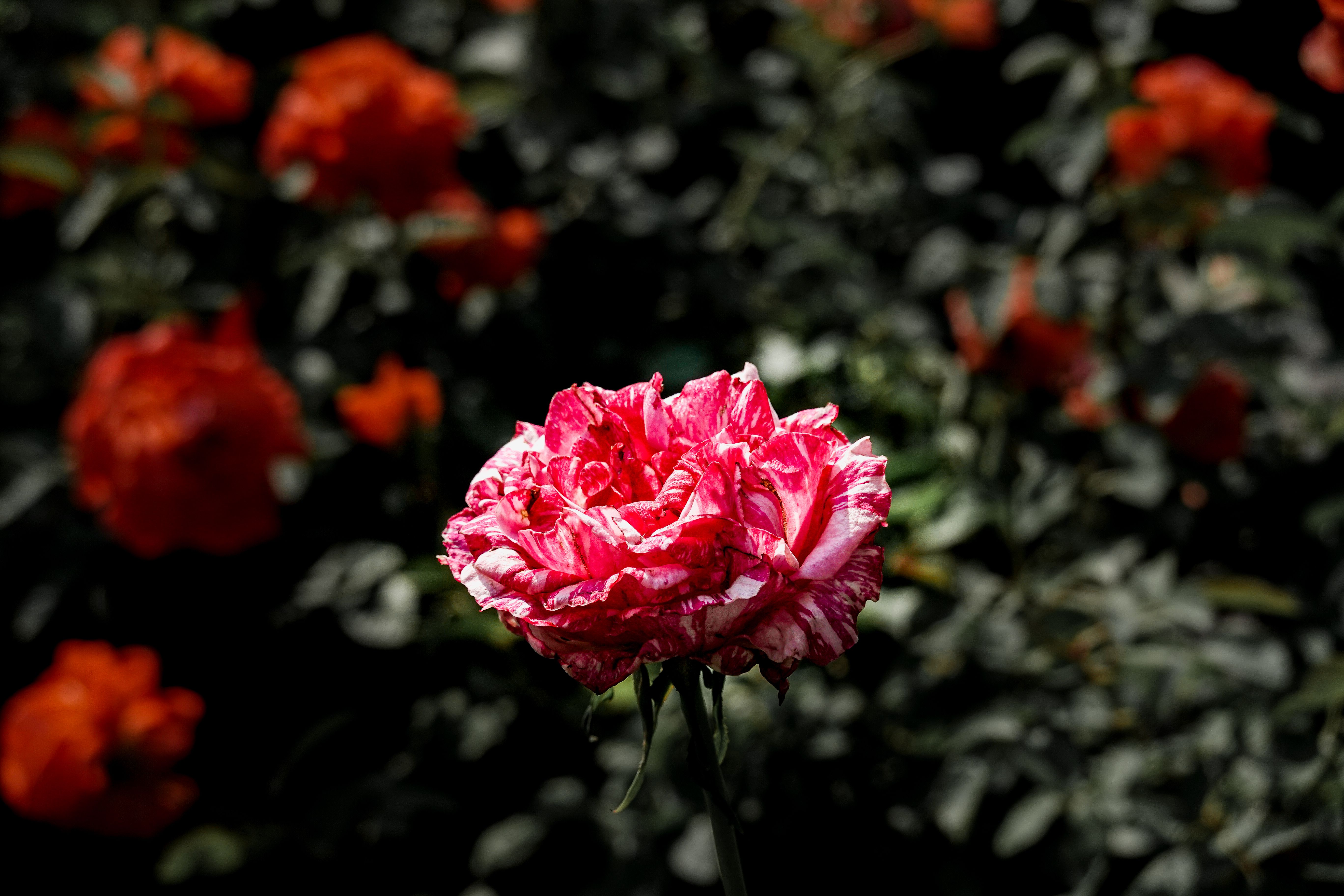 Red Withering Rose at Daytime · Free Stock Photo