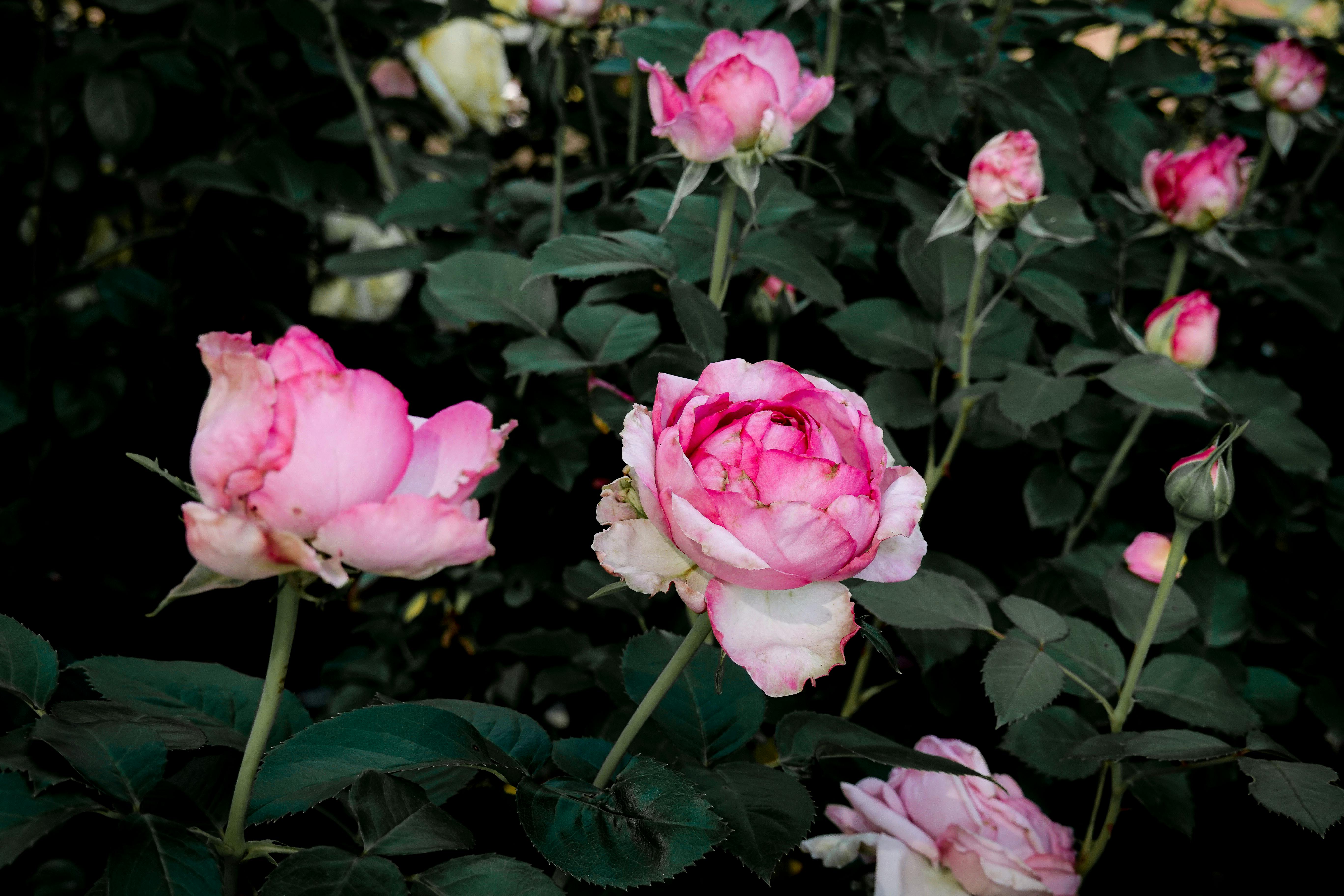 A Pink Roses in Bloom · Free Stock Photo