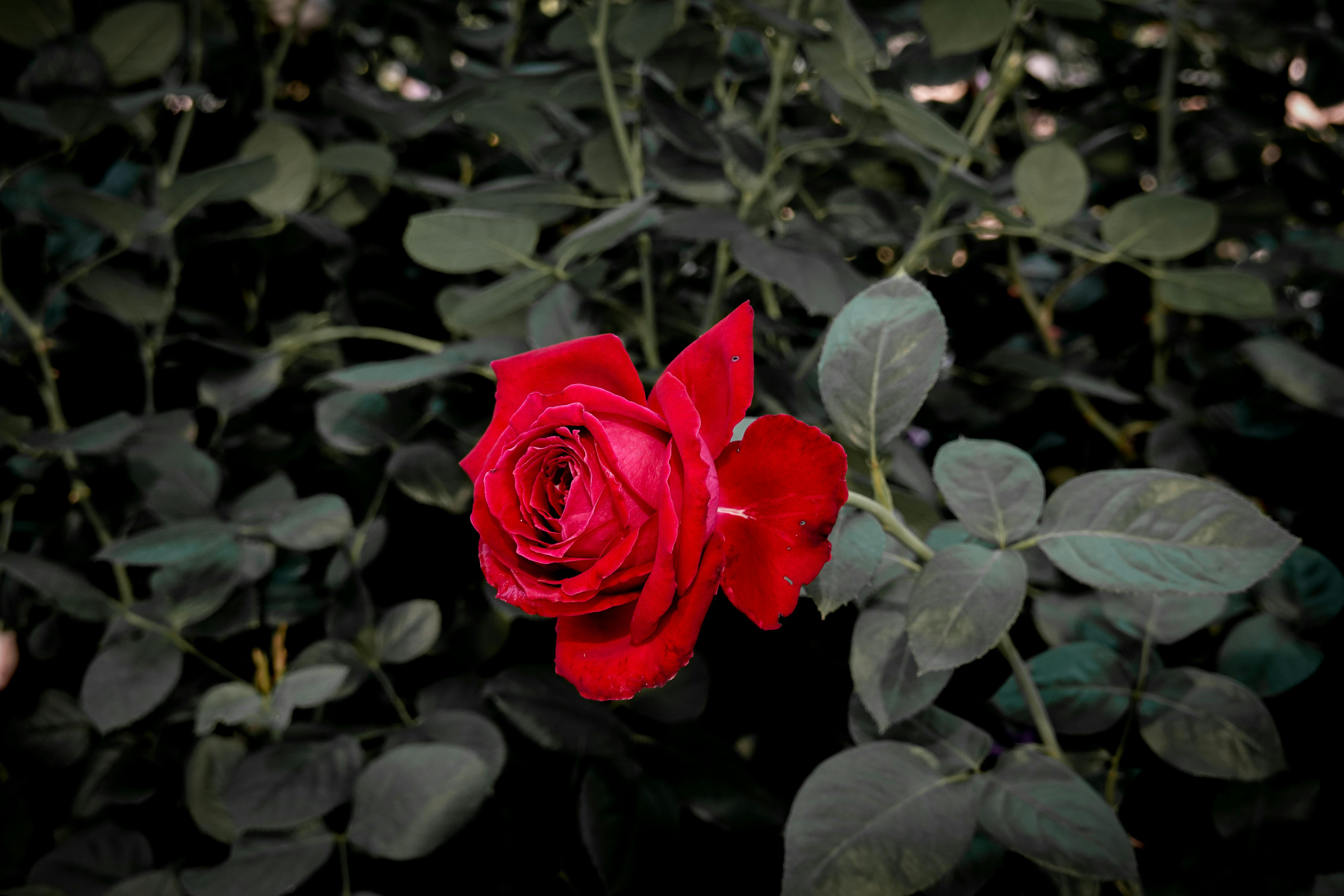 Selective Focus Photography Of Red Rose · Free Stock Photo