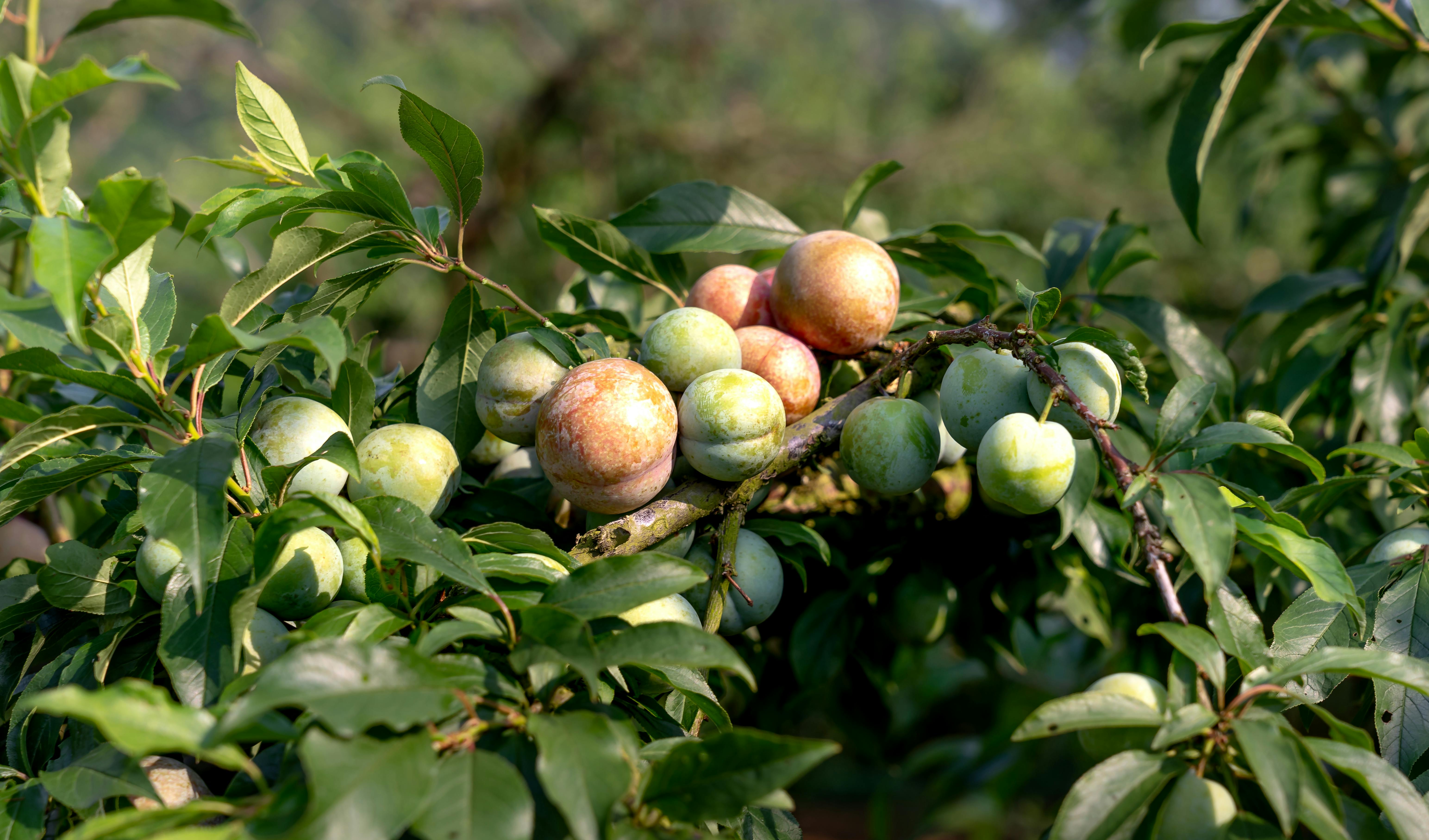 Prune Fruits Hanging on a Tree · Free Stock Photo