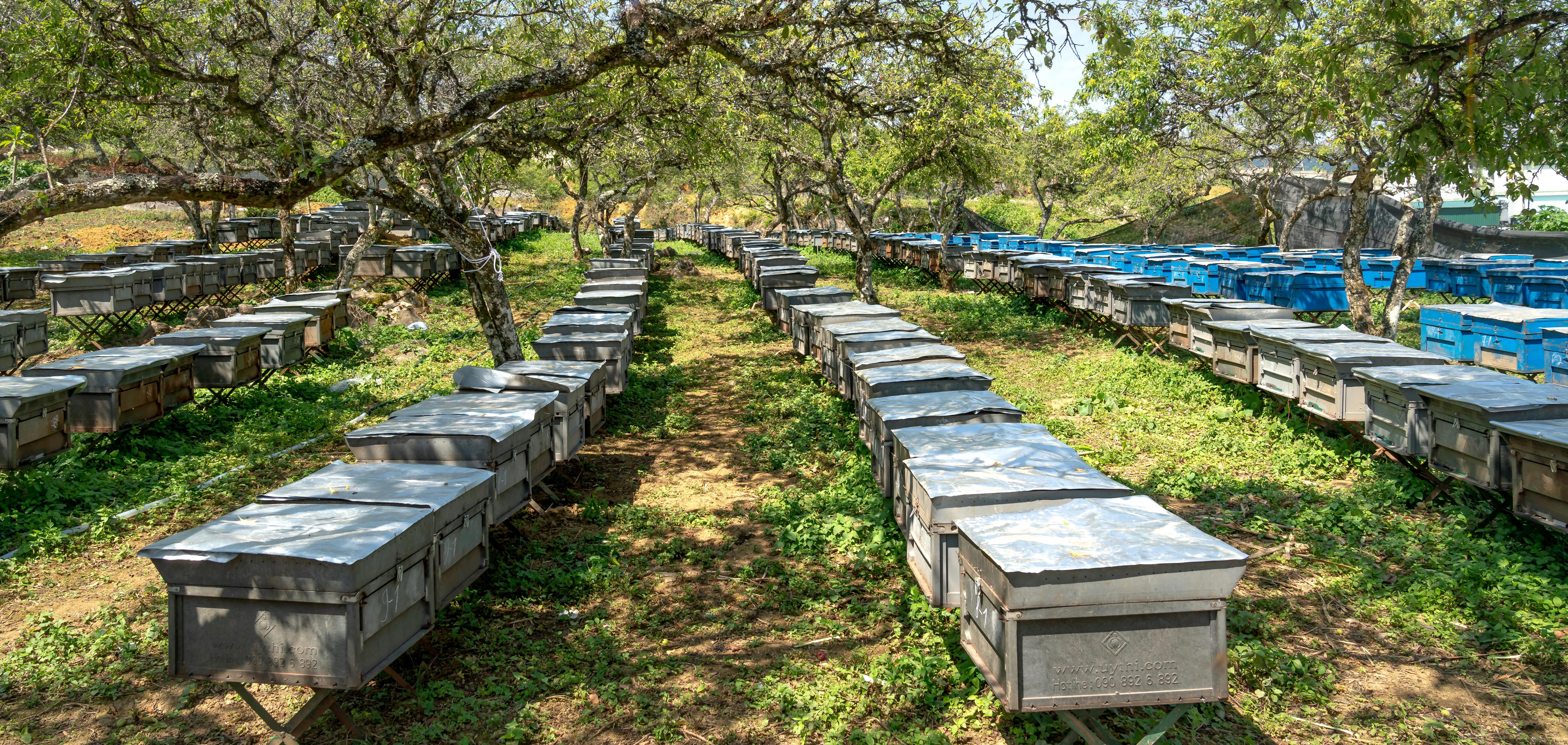Vast Apiary in Summer · Free Stock Photo