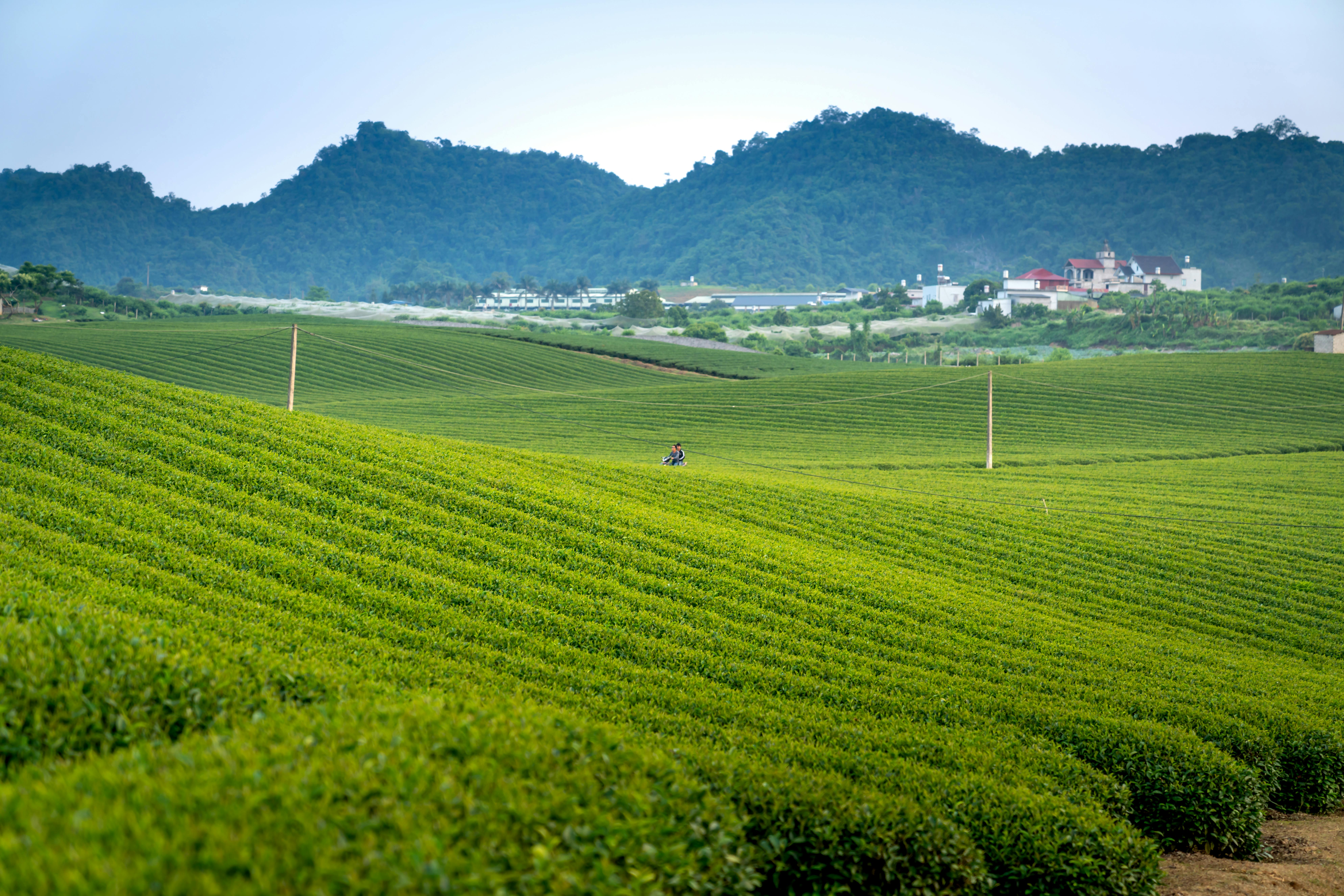 Person Walking in a Farm Land · Free Stock Photo