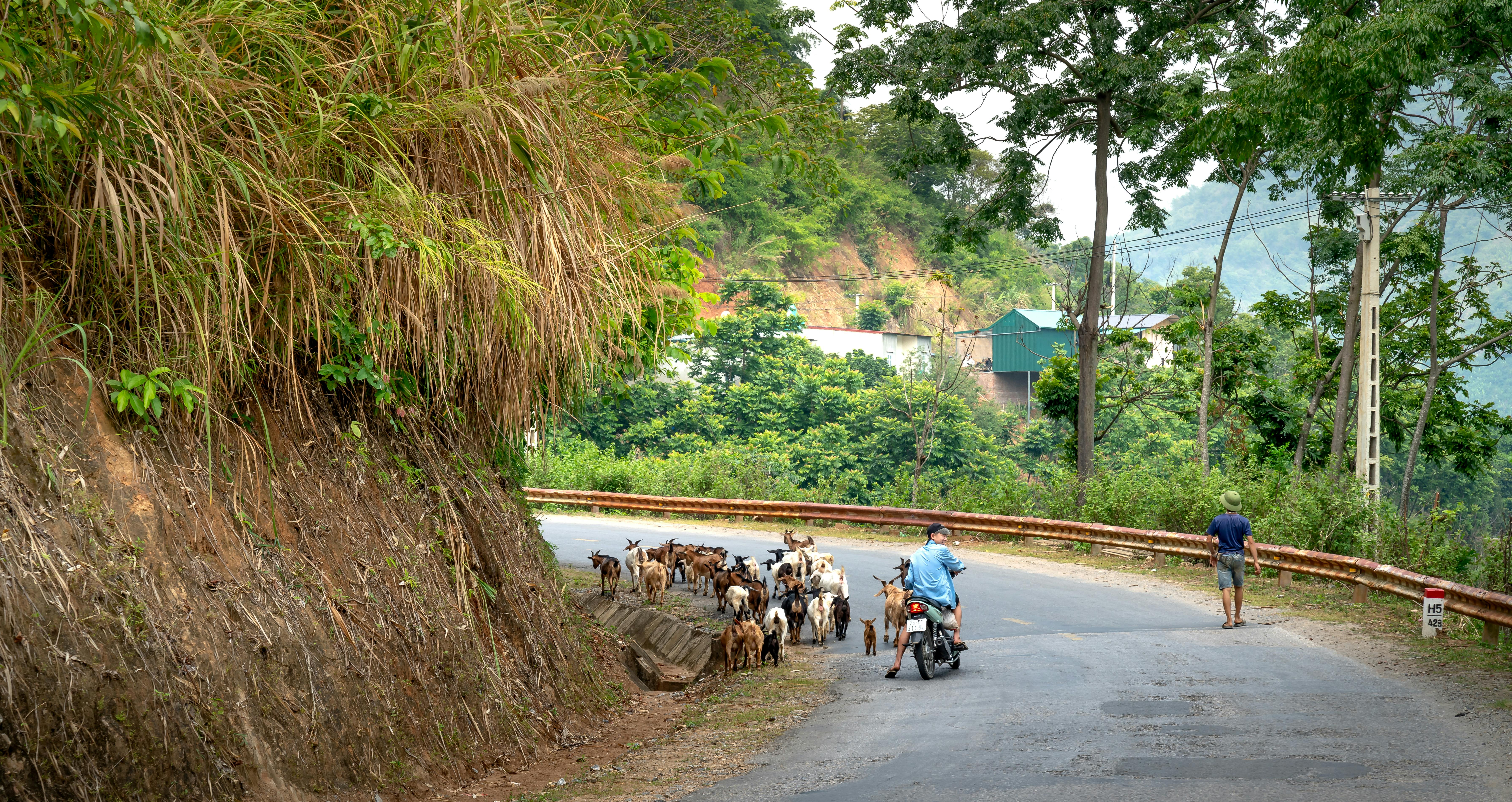 A Person Riding Motorcycle Herding a Group of Goats on Road · Free ...