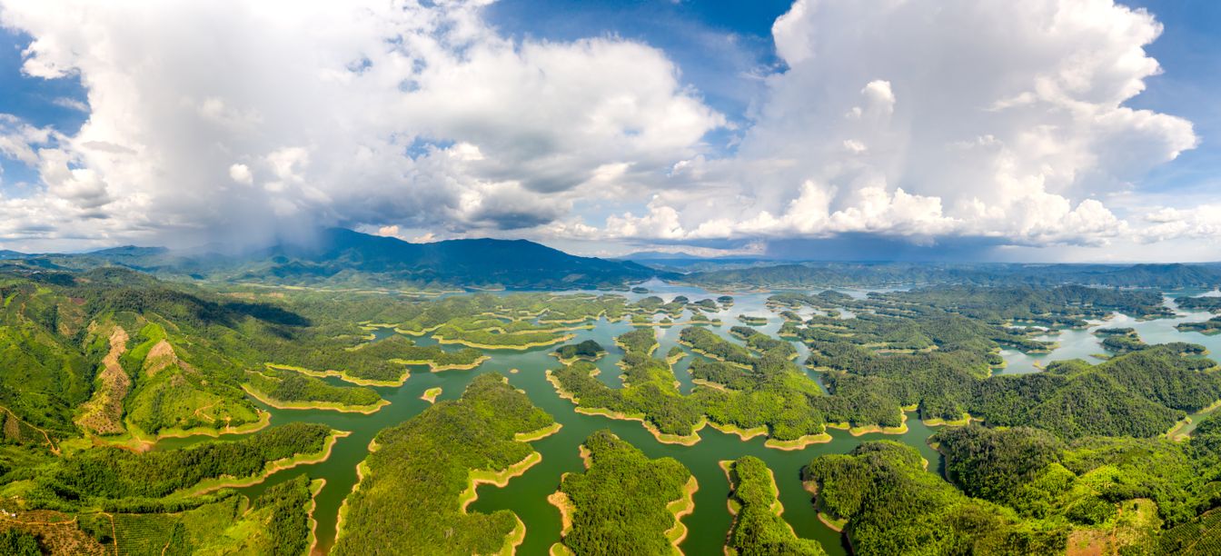 Where Does Mahogany Wood Grow and Which Forests Yield It?