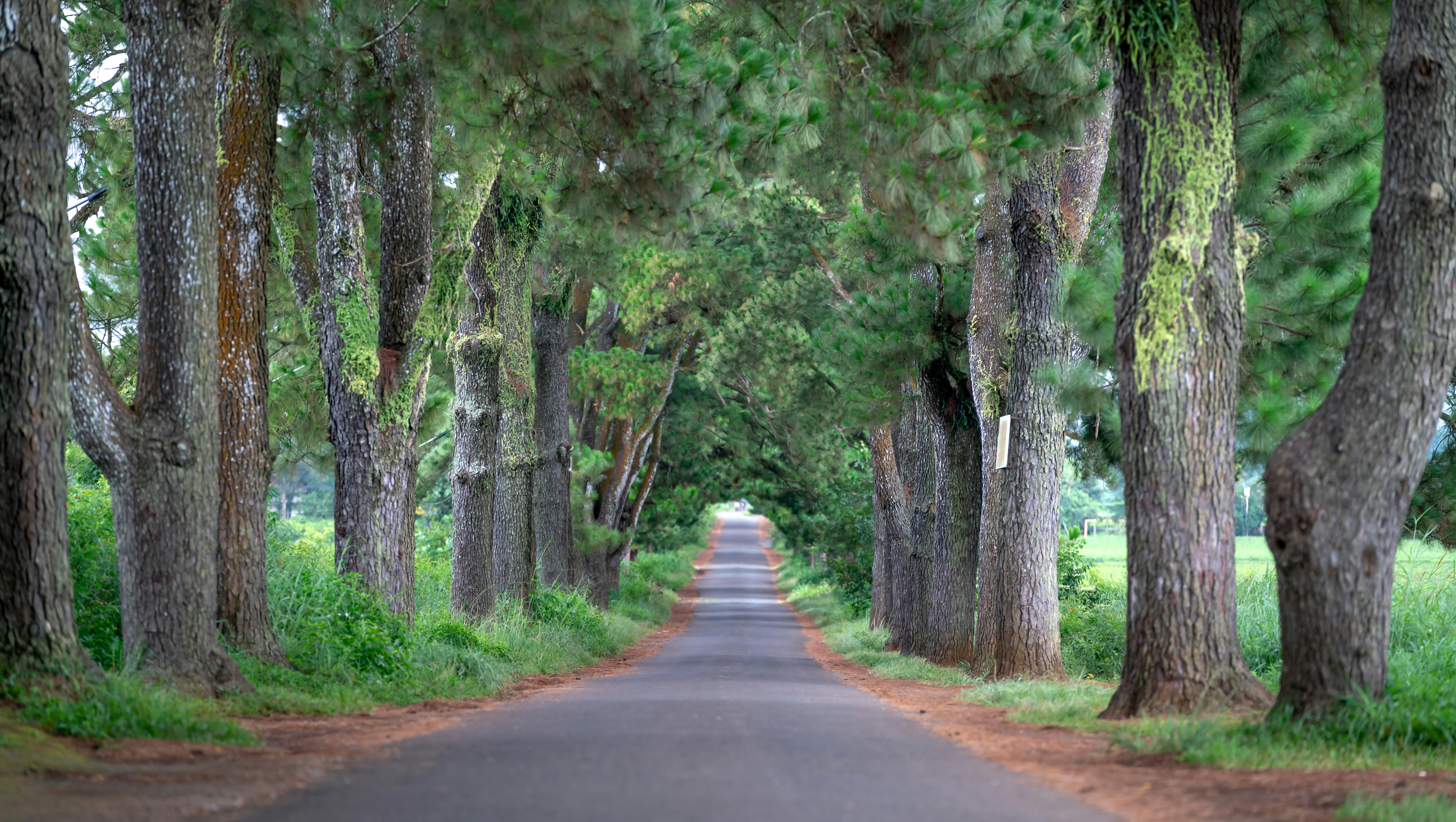 Asphalt Road Between Trees · Free Stock Photo