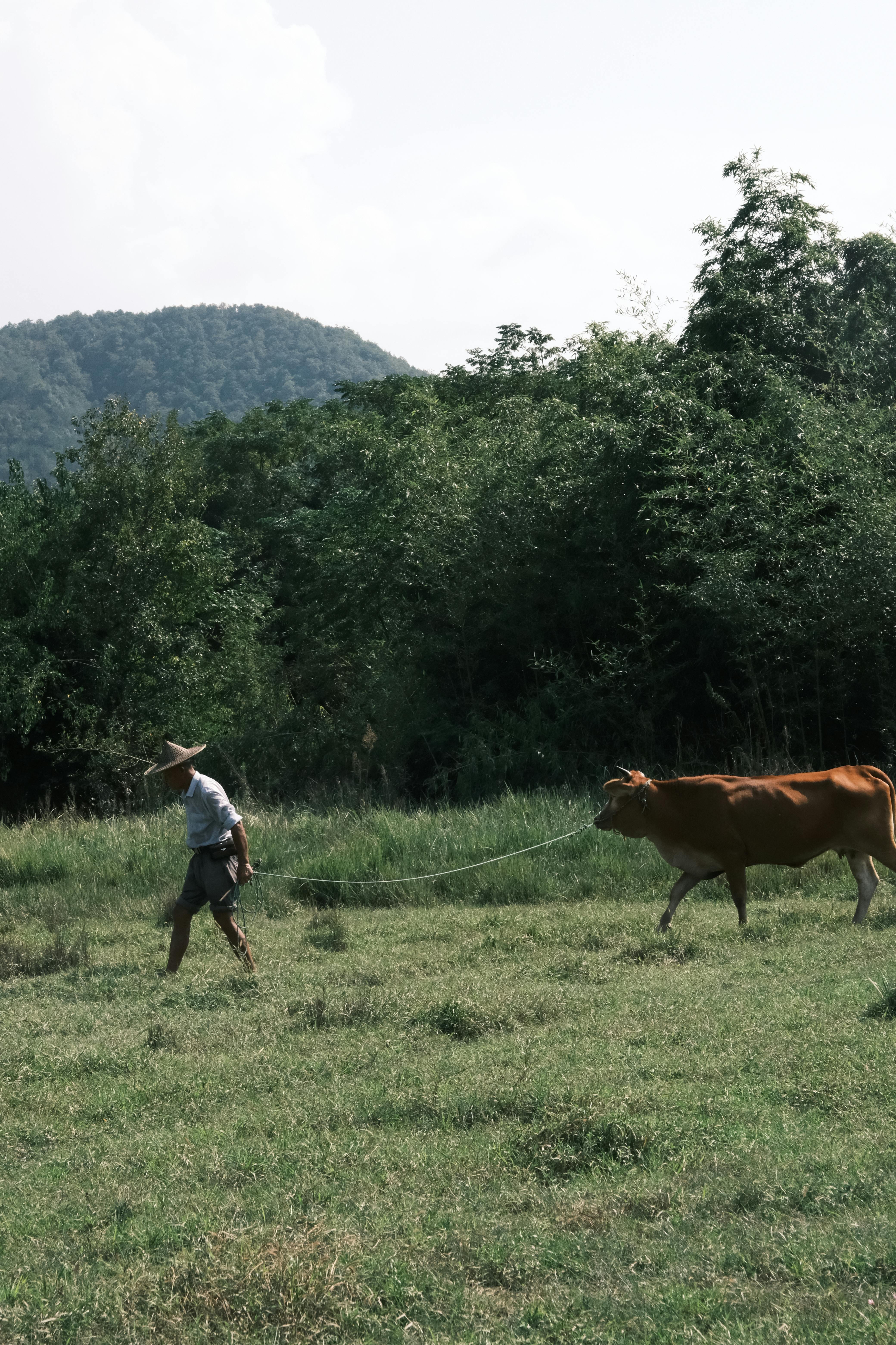 Man Standing on Green Grass Field with a Cow · Free Stock Photo