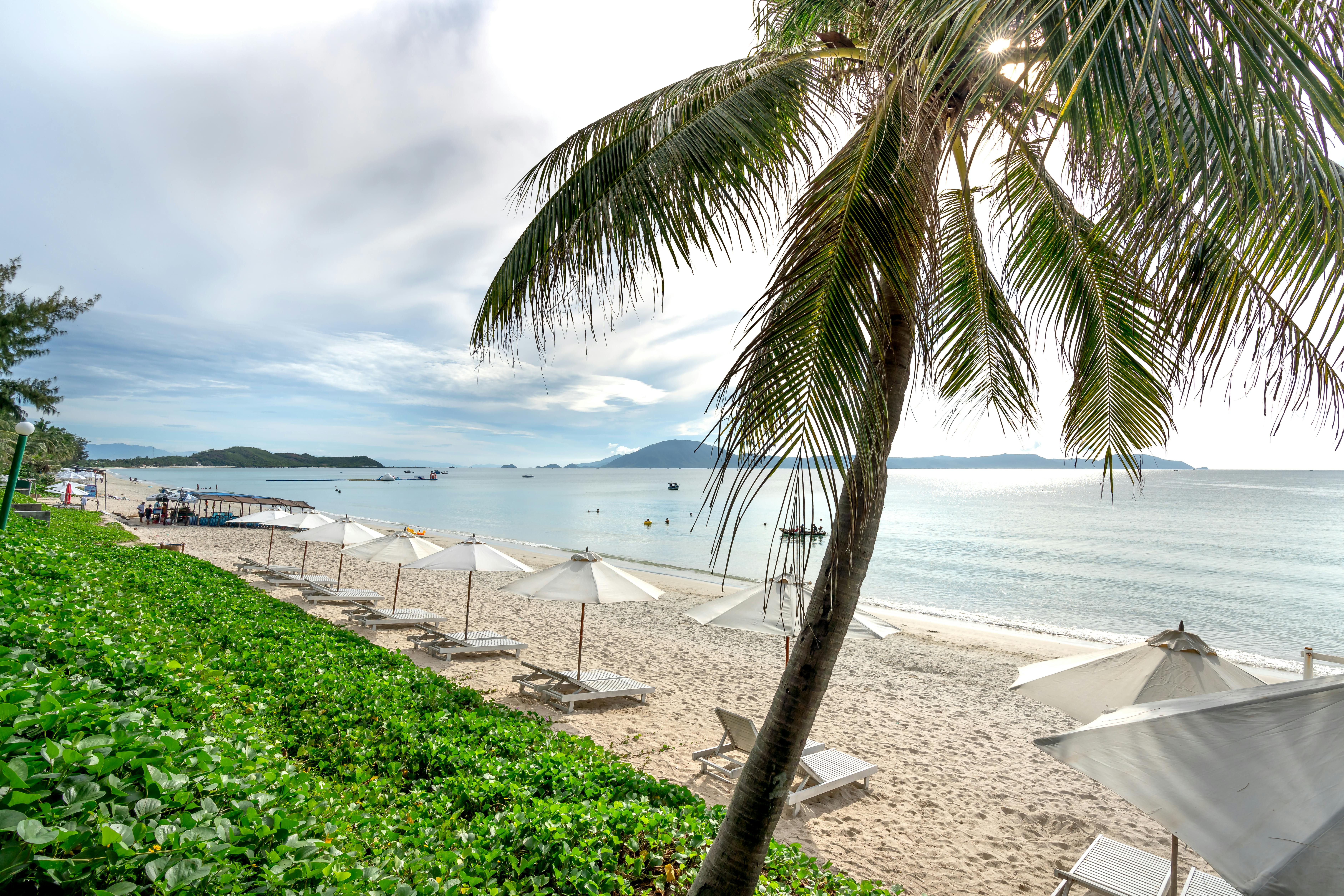 Coconut Tree on the Beach during Daytime · Free Stock Photo