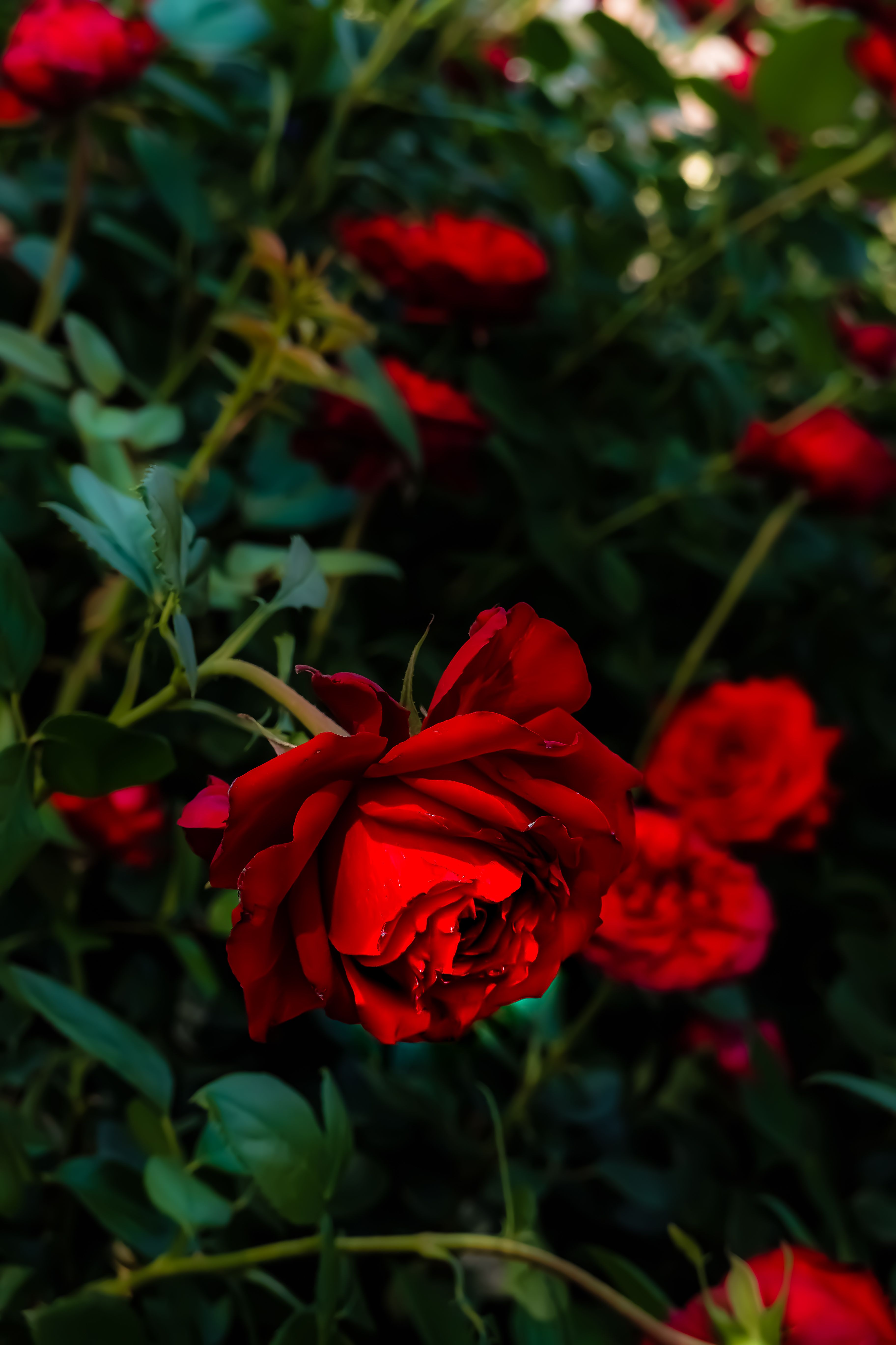 Red Roses in Bloom · Free Stock Photo