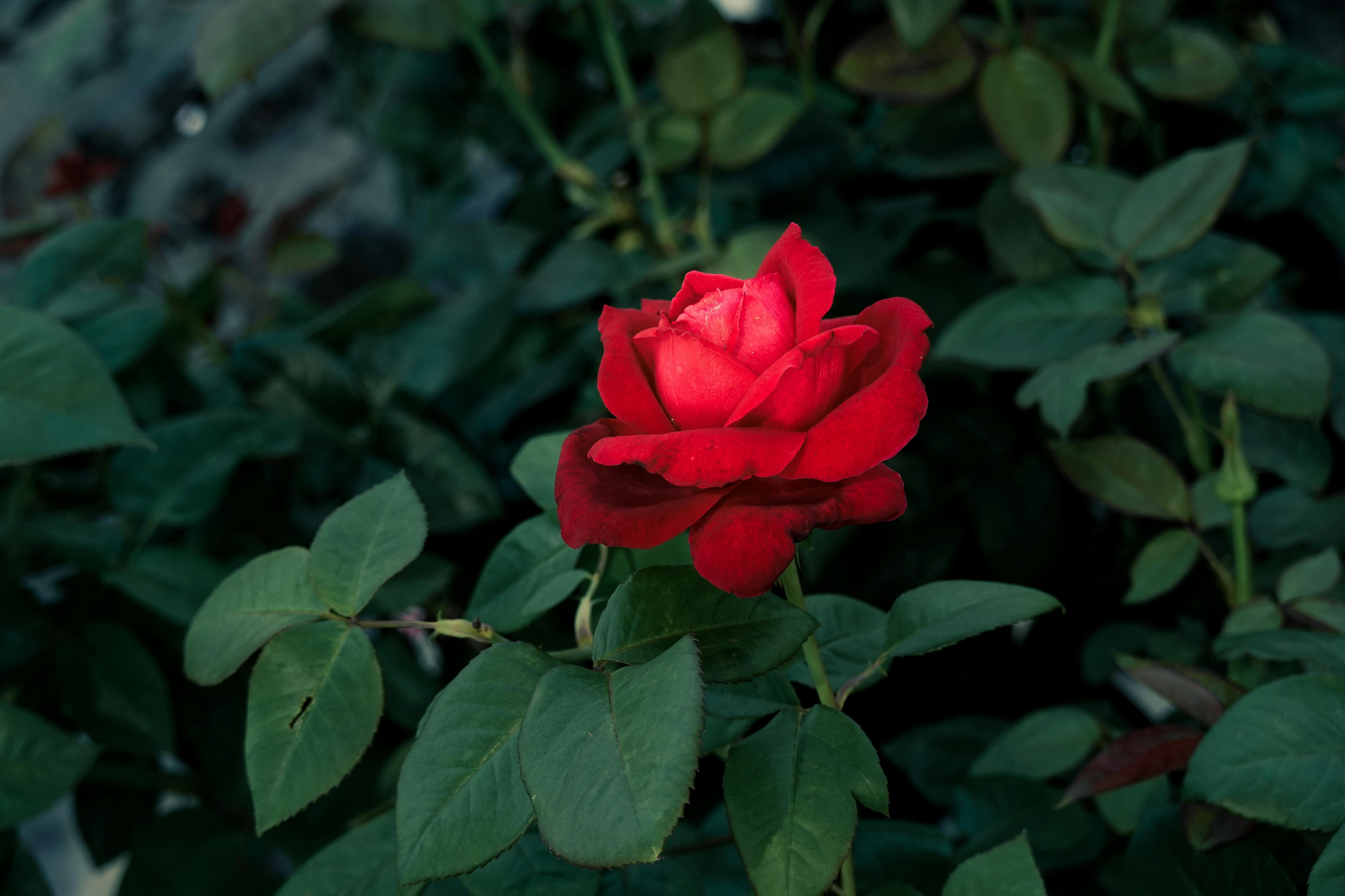 Shallow Focus Photography of Red Rose · Free Stock Photo