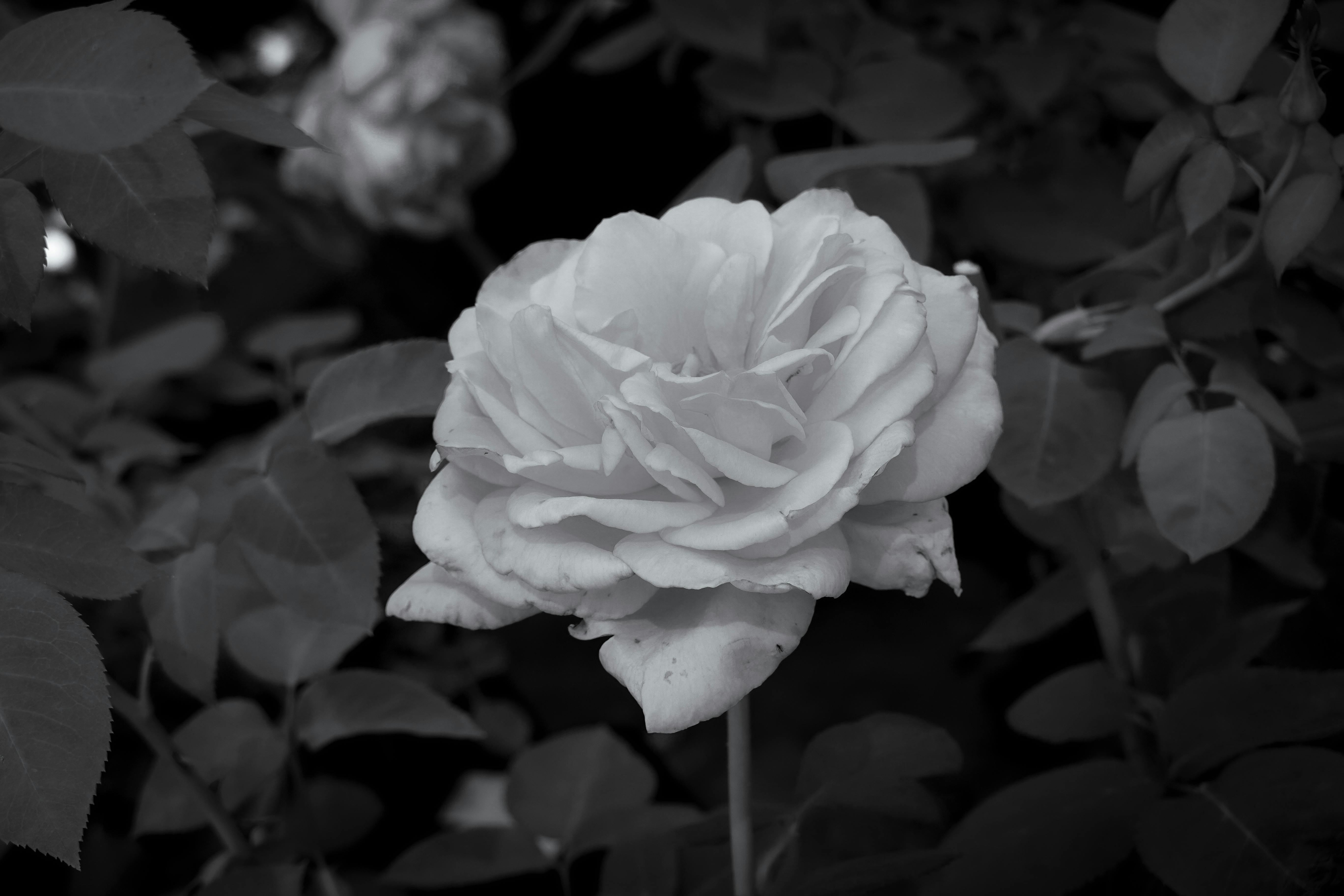 Grayscale Photo of a Rose · Free Stock Photo