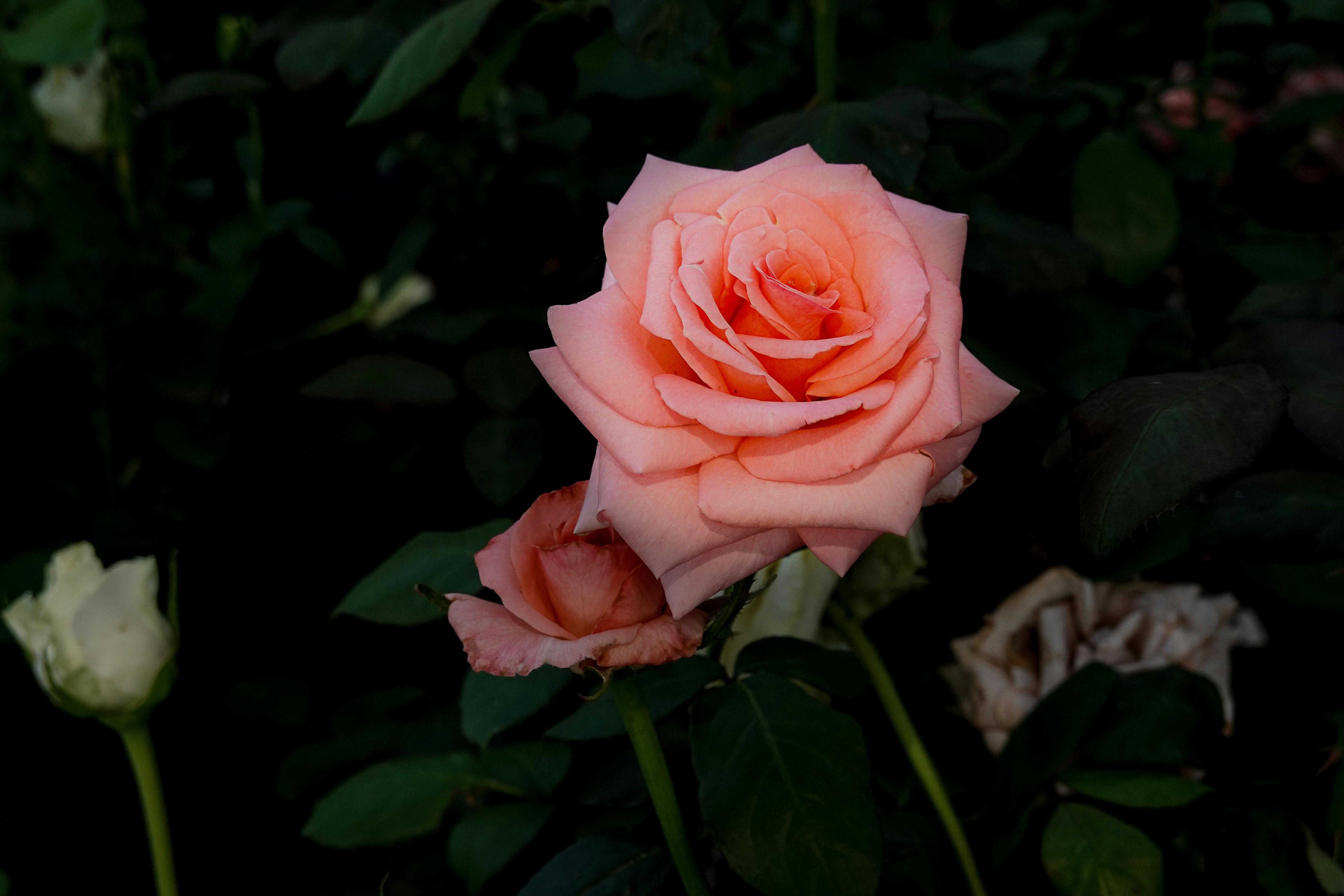 A Pink Rose in Bloom · Free Stock Photo