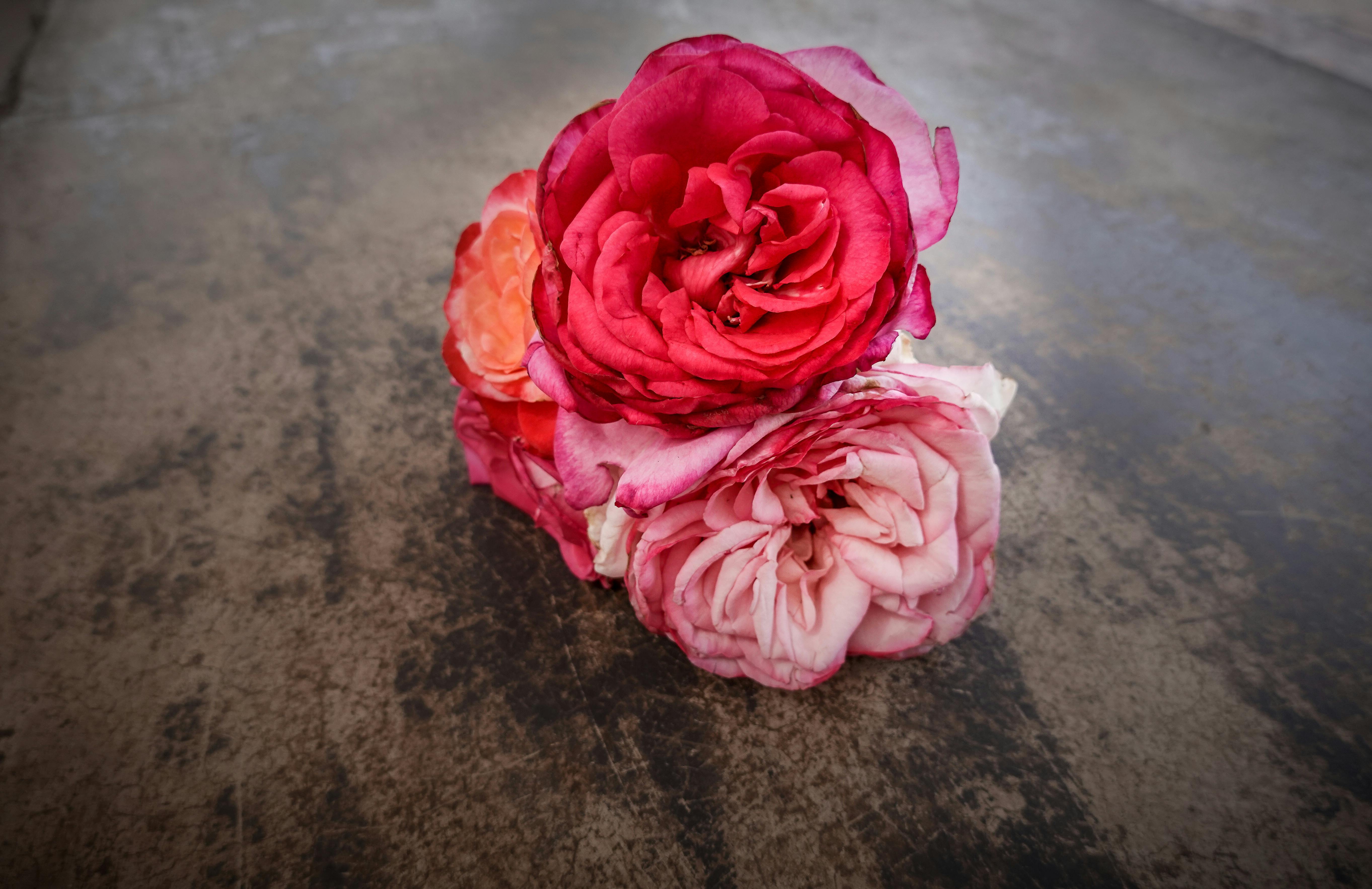 Close Up Photo of Roses · Free Stock Photo