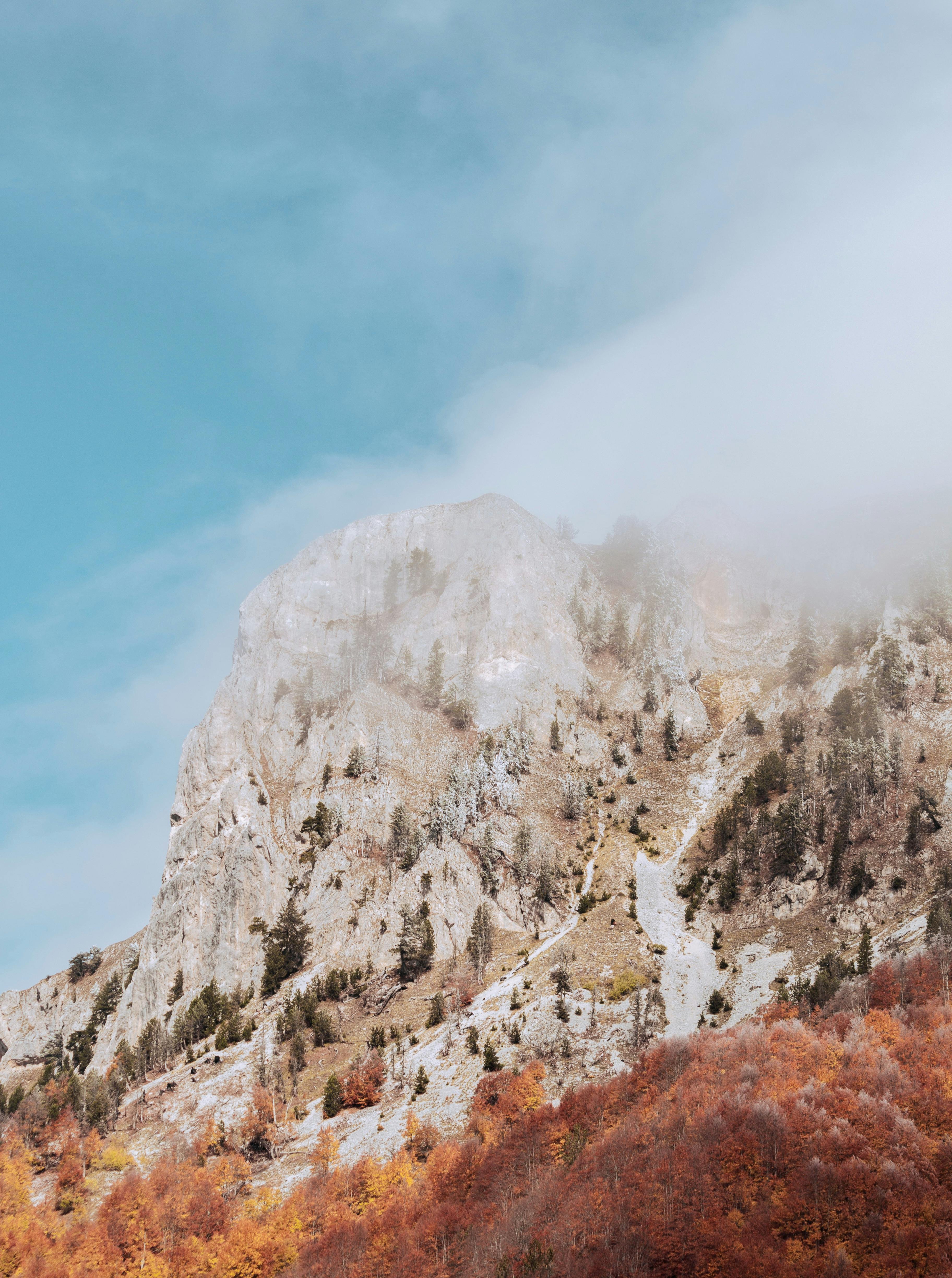 High Angle Shot Of Trees · Free Stock Photo