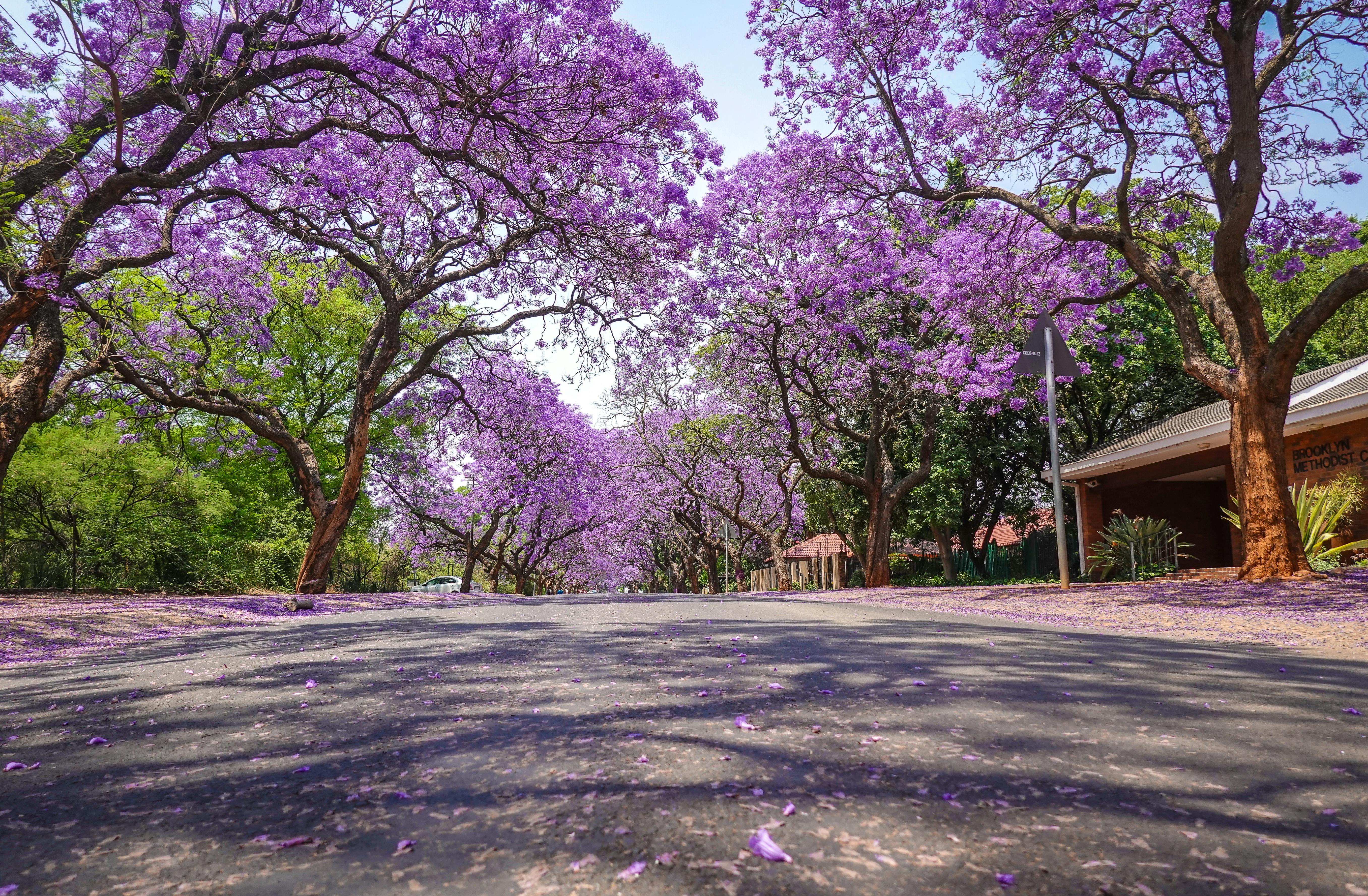 Low-Angle Shot of a Road with Jacaranda Trees · Free Stock Photo