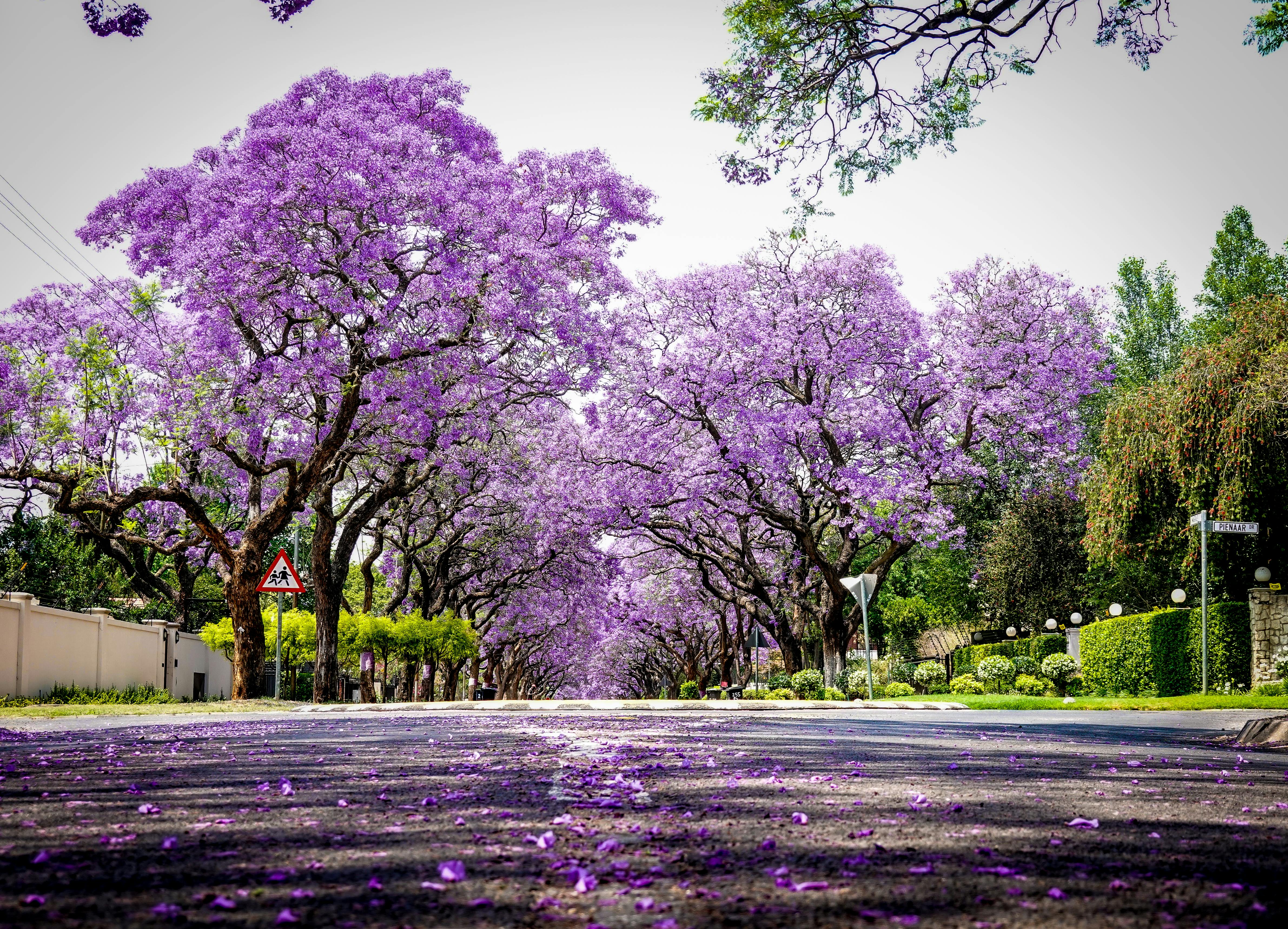 Foto de stock gratuita sobre al aire libre, arbolado, arboles, árboles ...