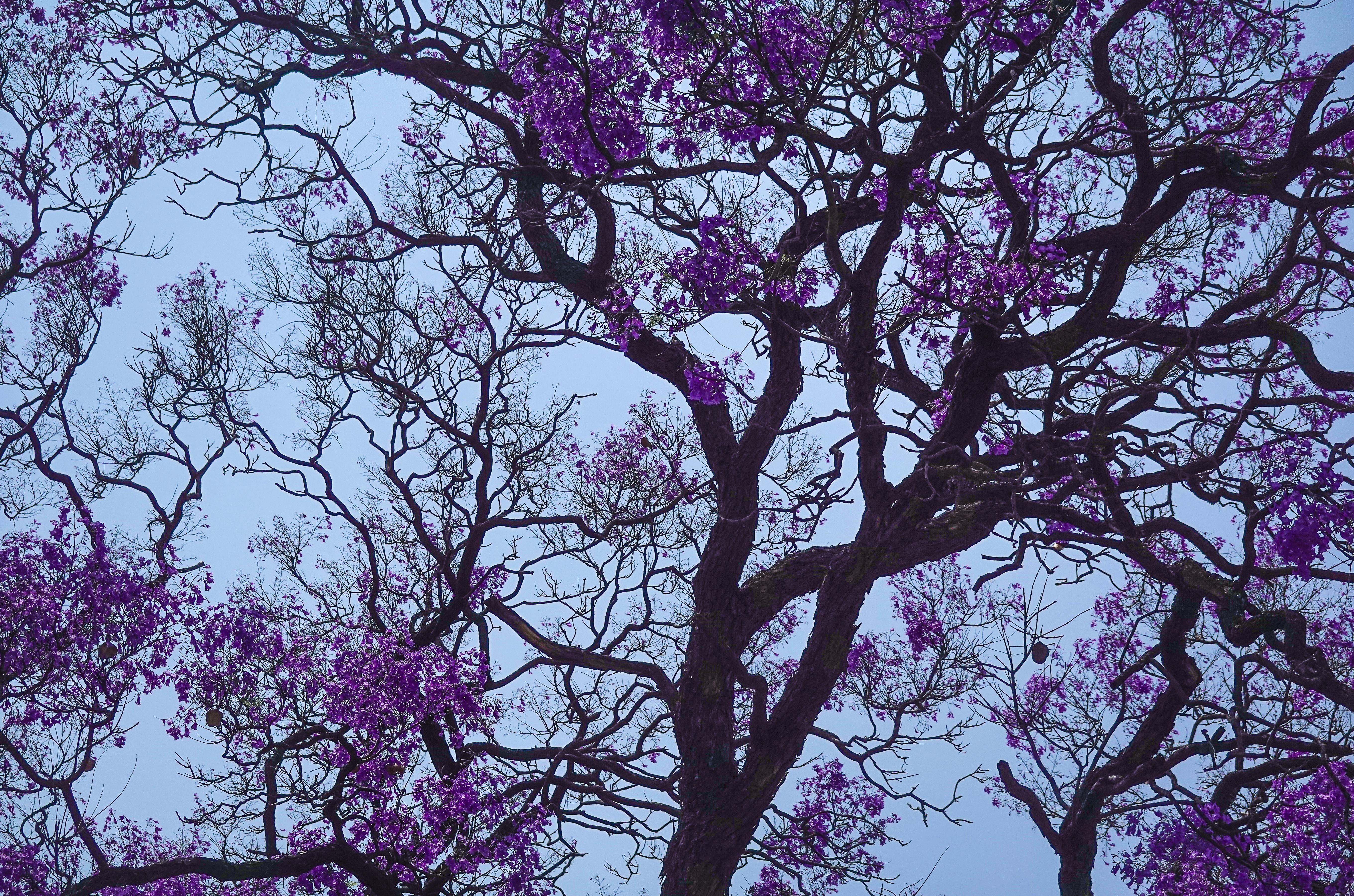 A Tree with Purple Flowers in Low Angle Shot · Free Stock Photo
