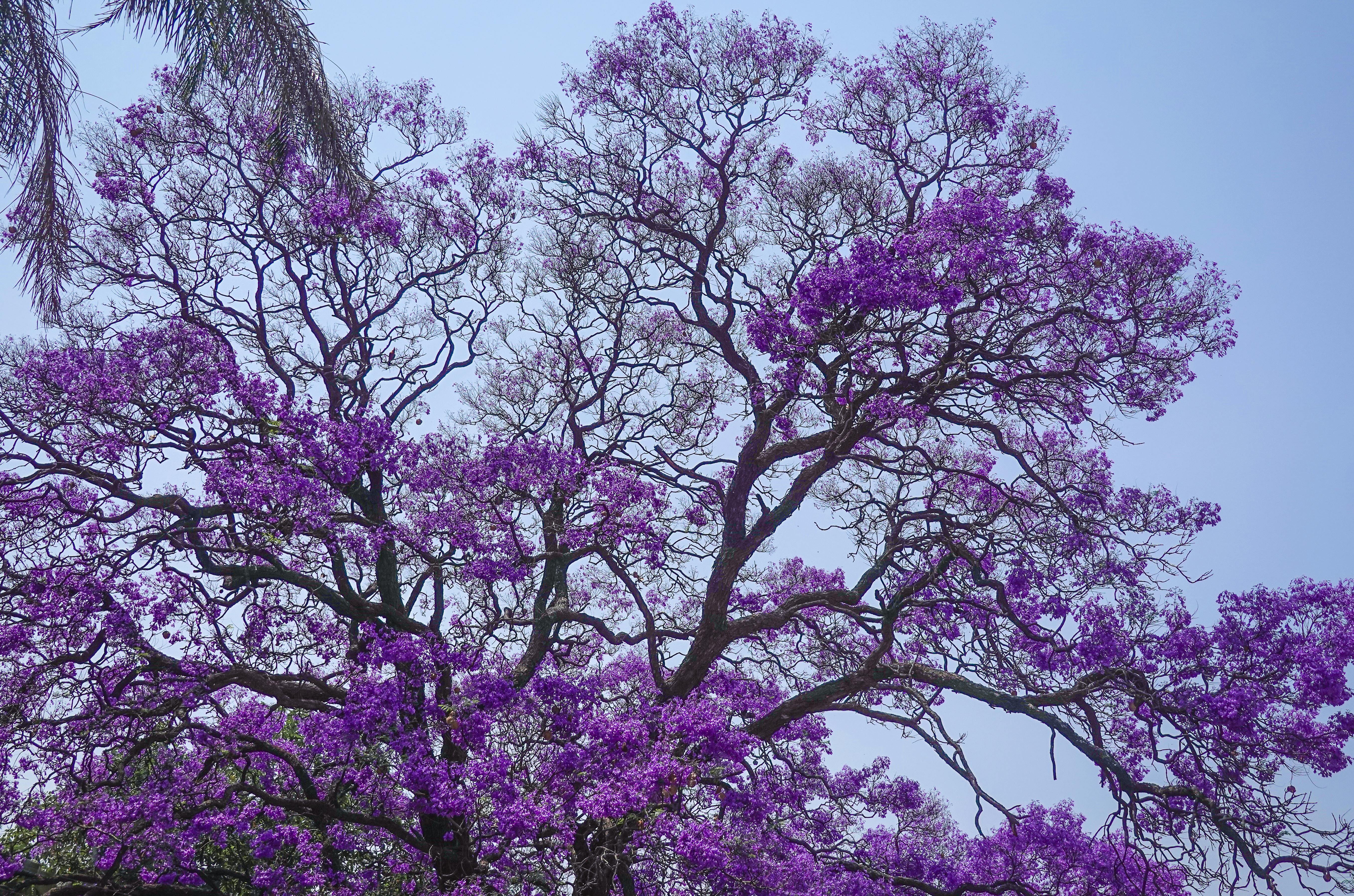 Jacaranda Tree Photos, Download The BEST Free Jacaranda Tree Stock ...