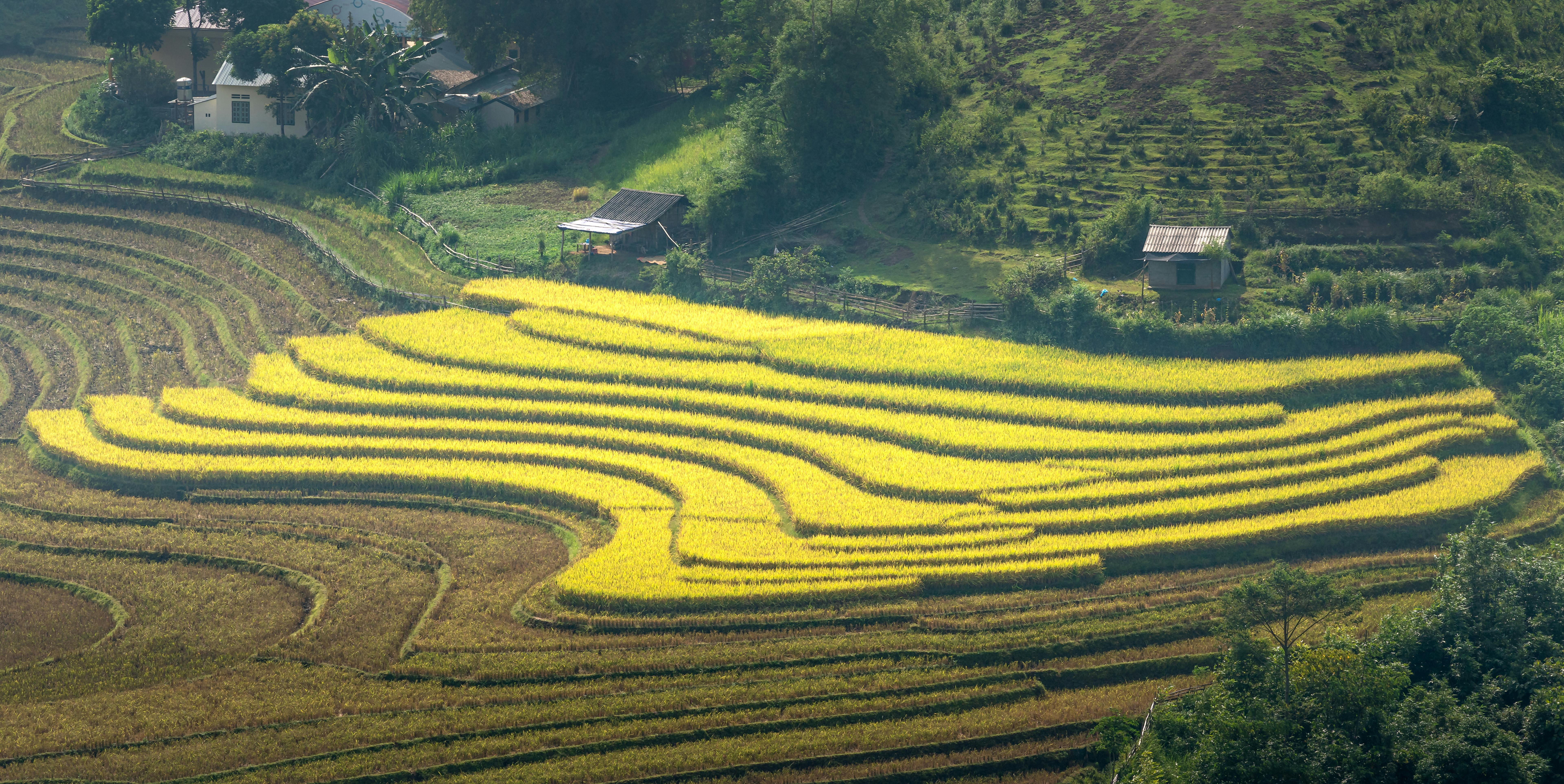 Aerial Photography of a Paddy Field · Free Stock Photo