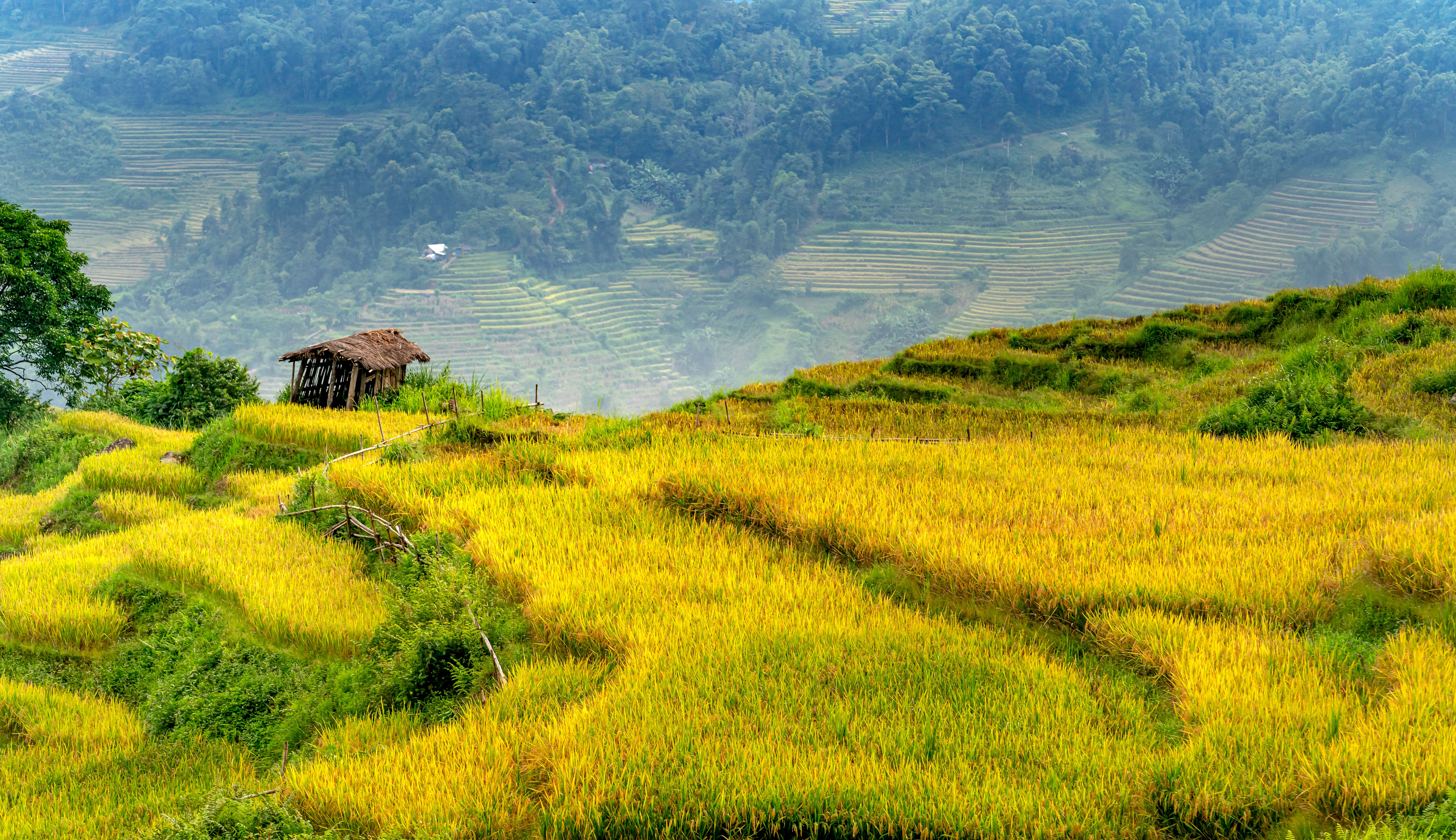 Nipa Hut on a Paddy Field · Free Stock Photo