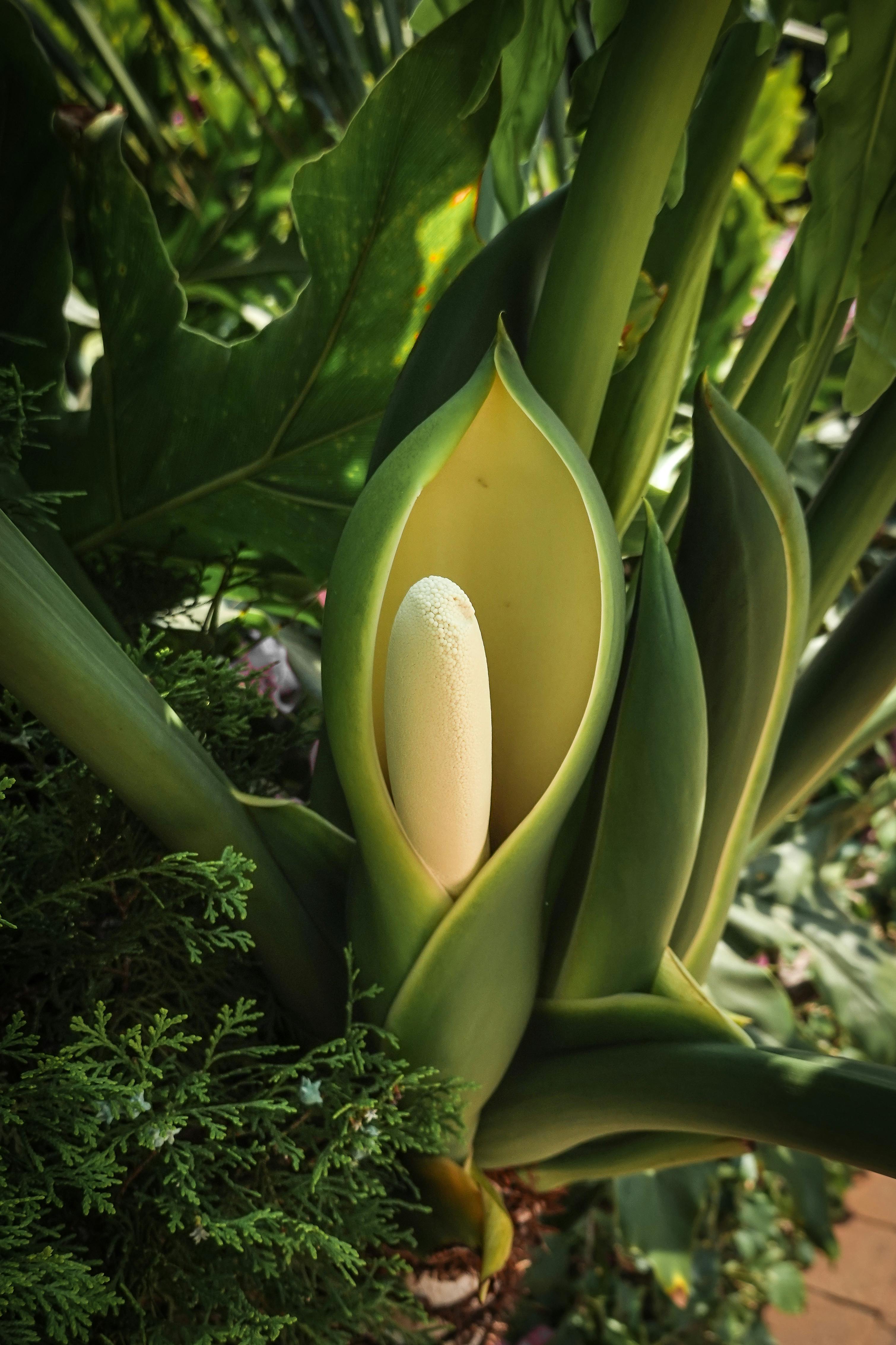 Cilt Ara Plant Photos, Download The BEST Free Cilt Ara Plant Stock ...