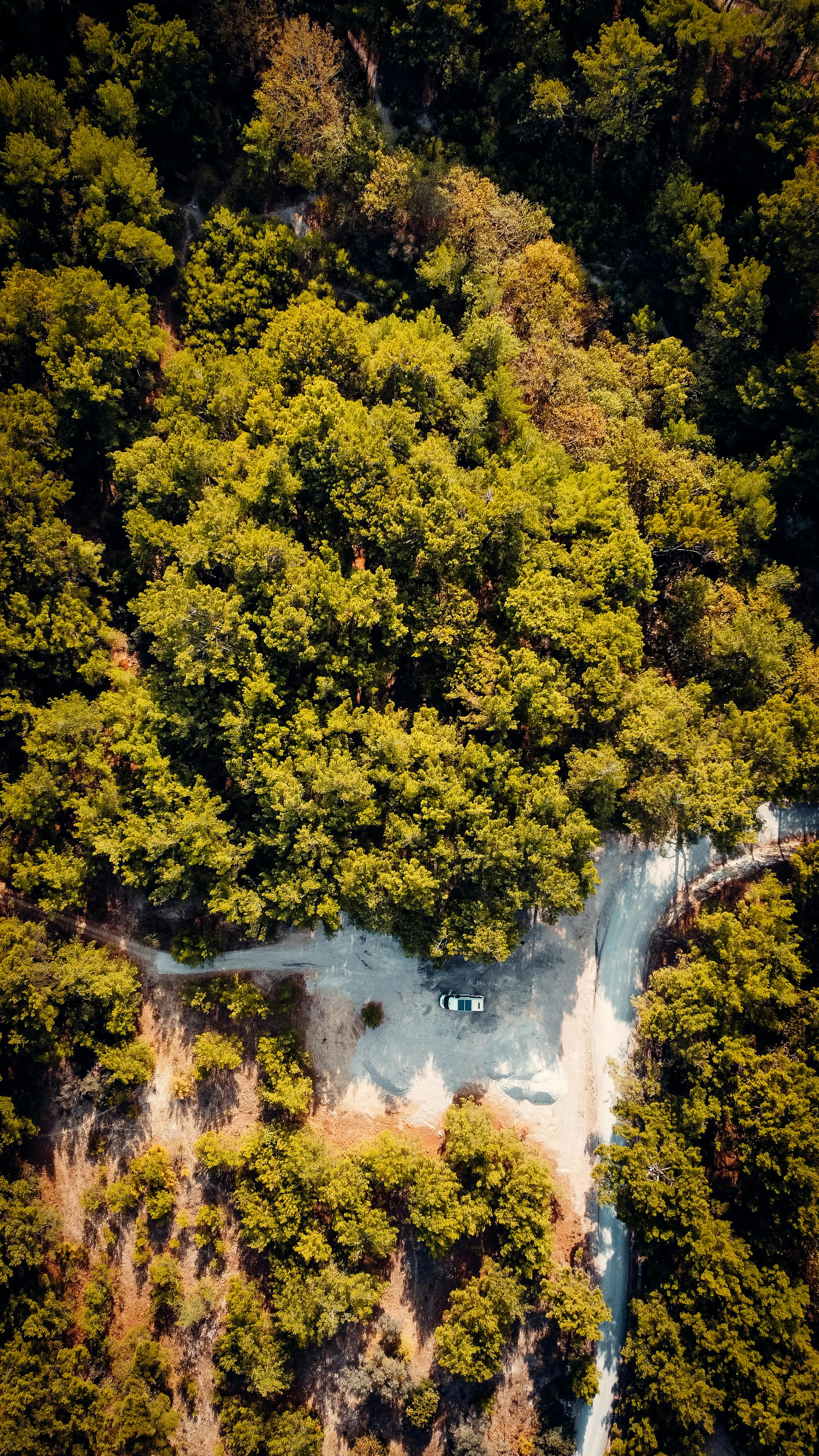 Aerial View of Trees in the Forest · Free Stock Photo