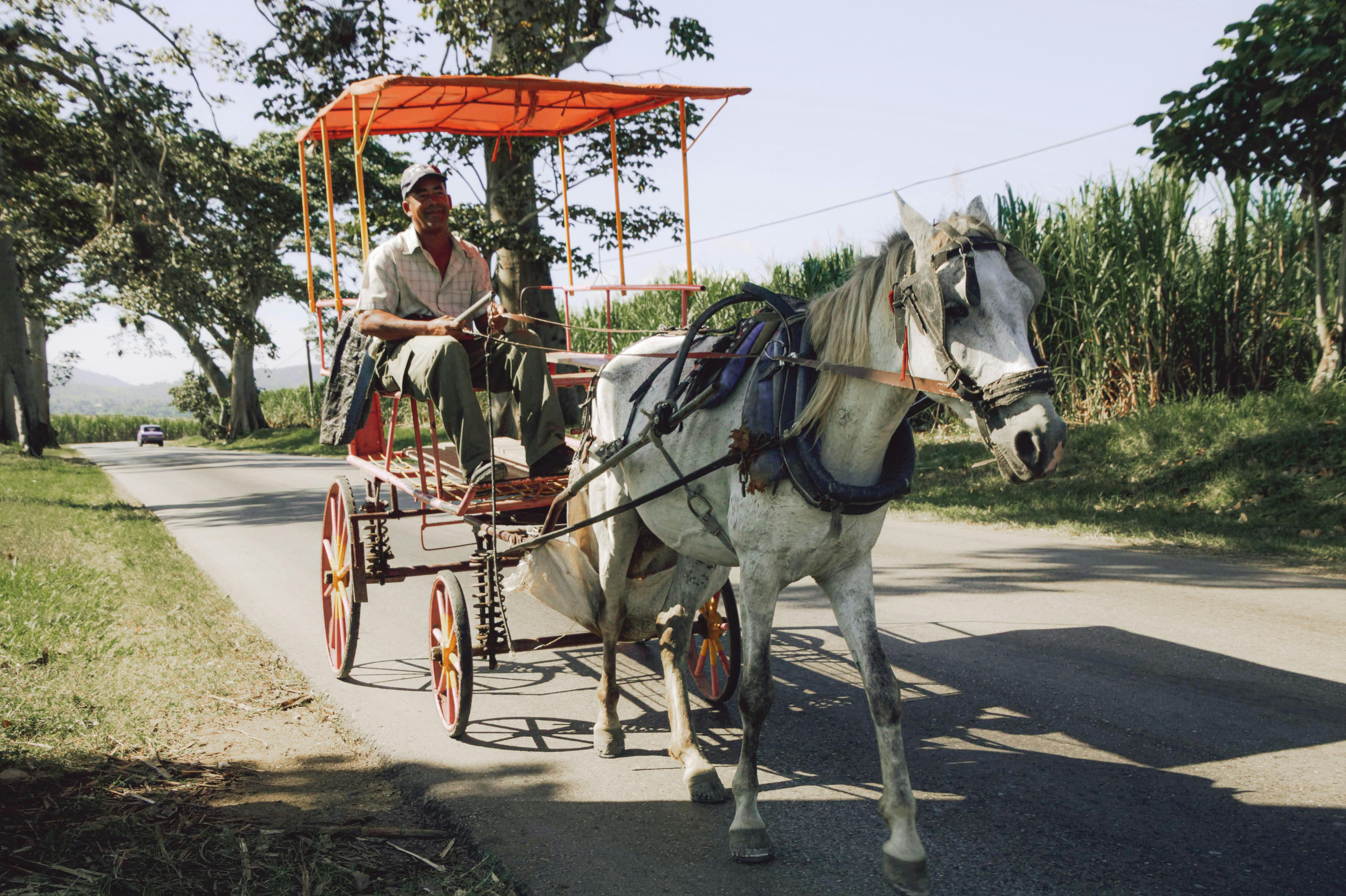 A Man Riding a Horse Carriage · Free Stock Photo