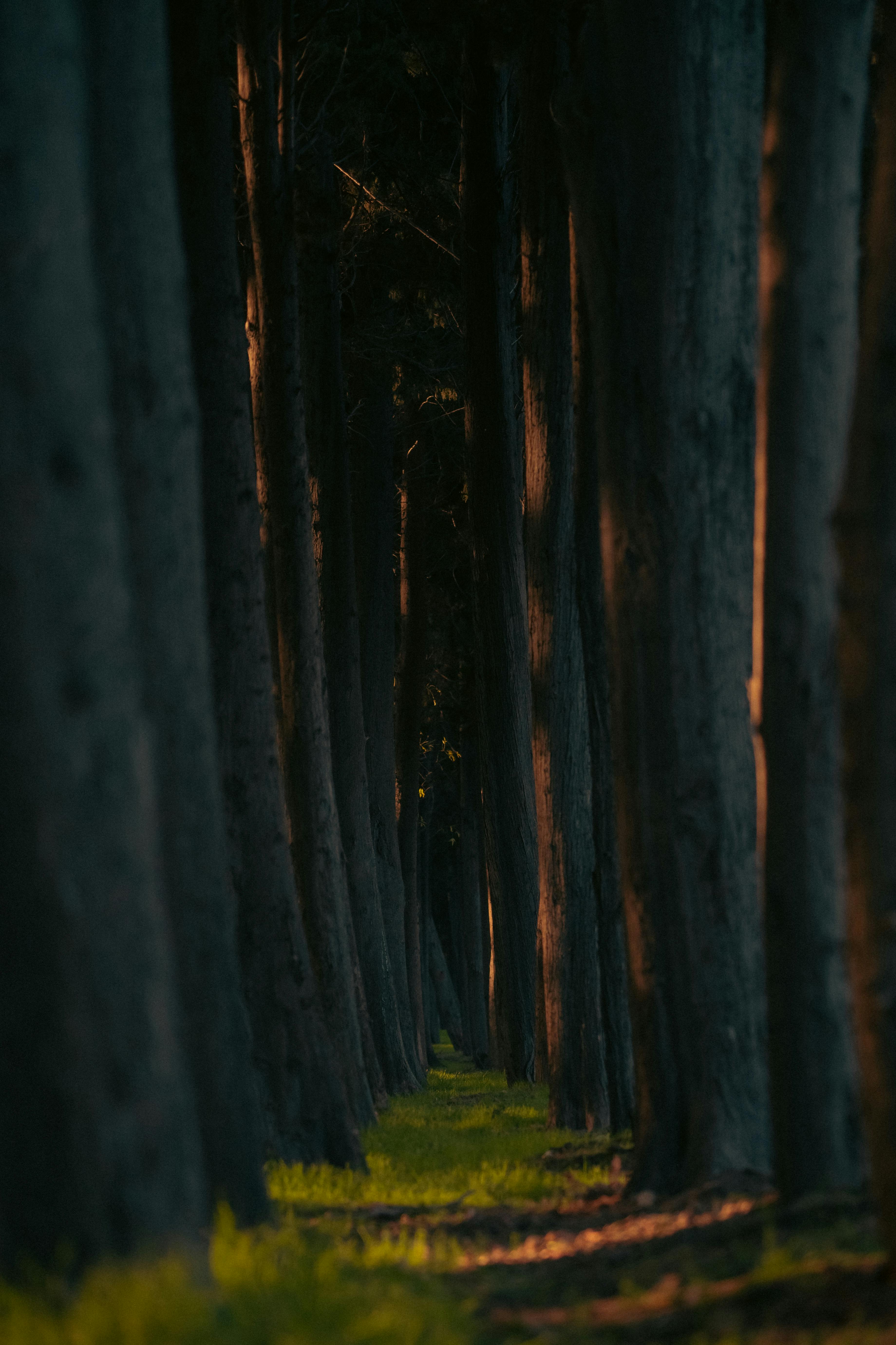 Symmetrical View of a Tight Path in a Forest · Free Stock Photo