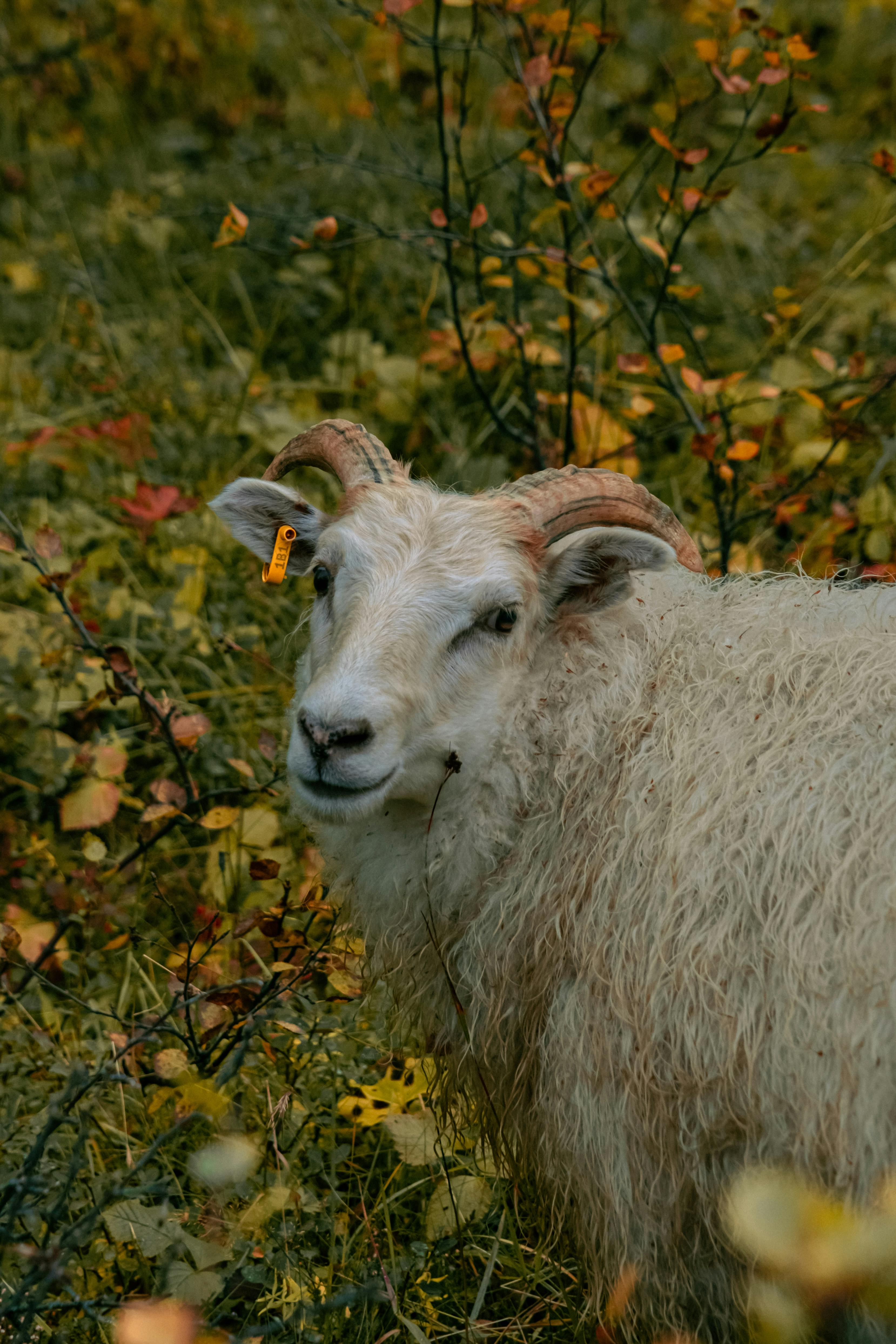 White Sheep with Ear Tag on Green Field · Free Stock Photo