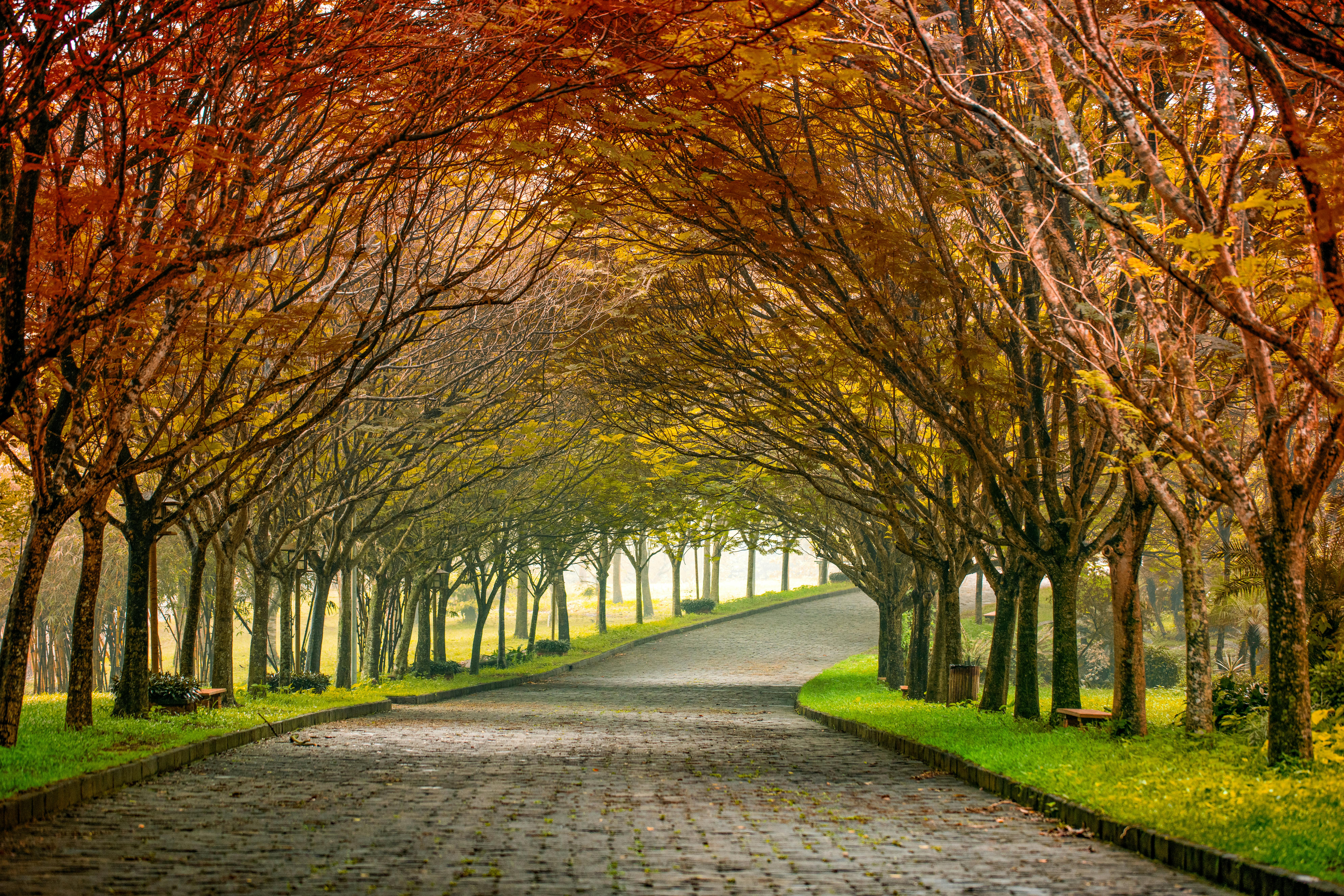 A Street Between Autumn Trees · Free Stock Photo