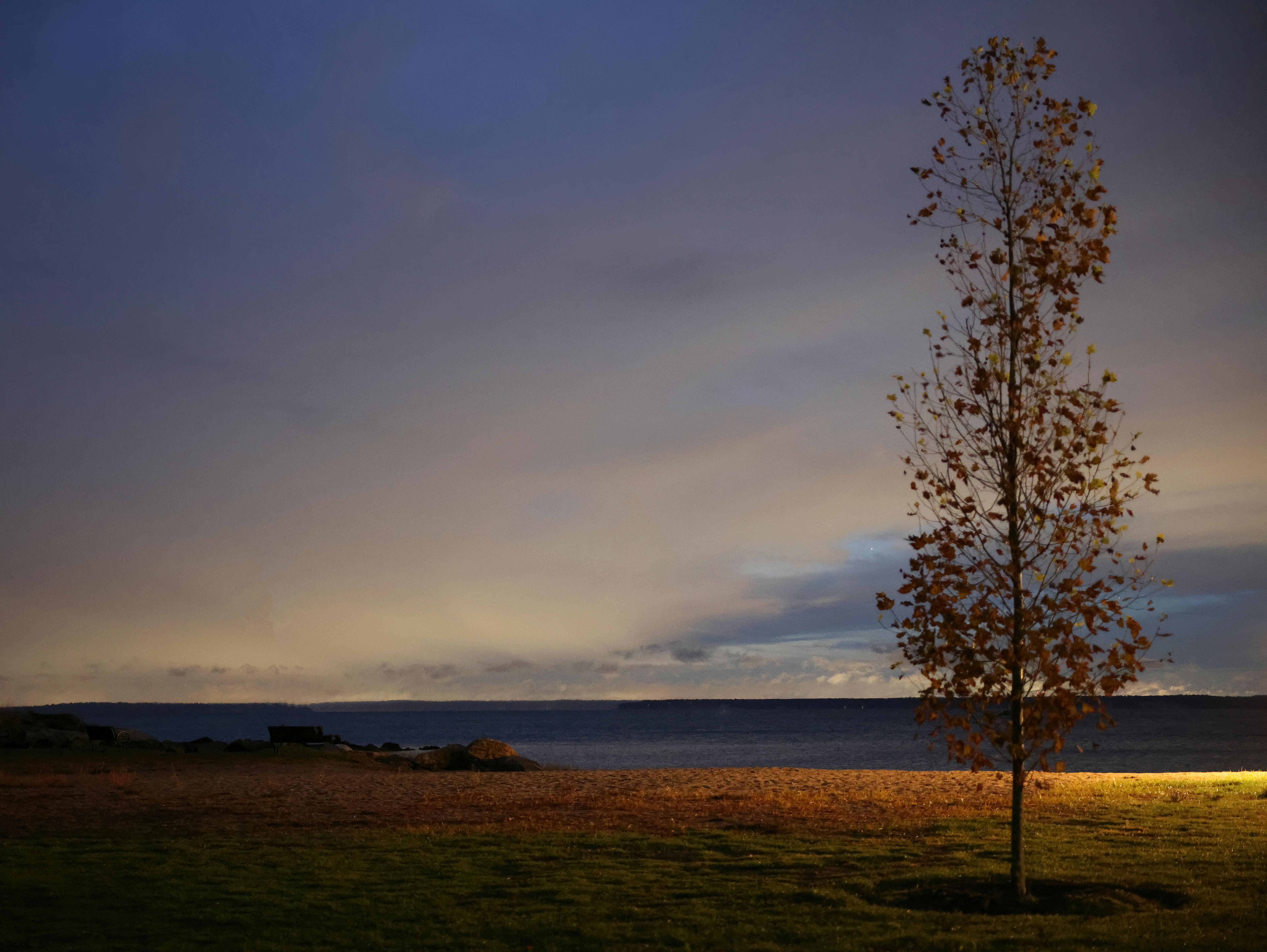 A Tree Near the Sea Under Evening Sky · Free Stock Photo