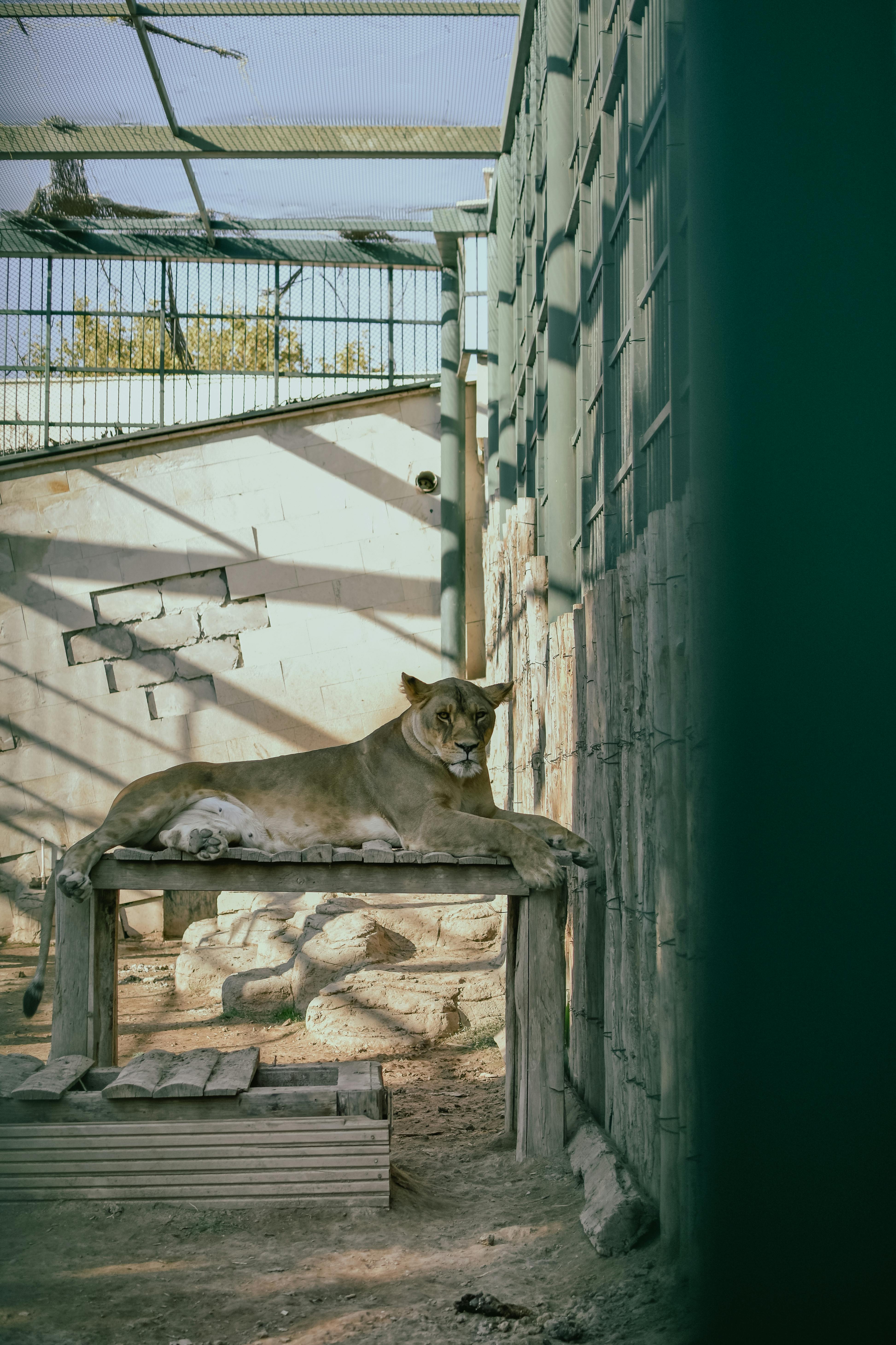 Captivity Photos, Download The BEST Free Captivity Stock Photos & HD Images