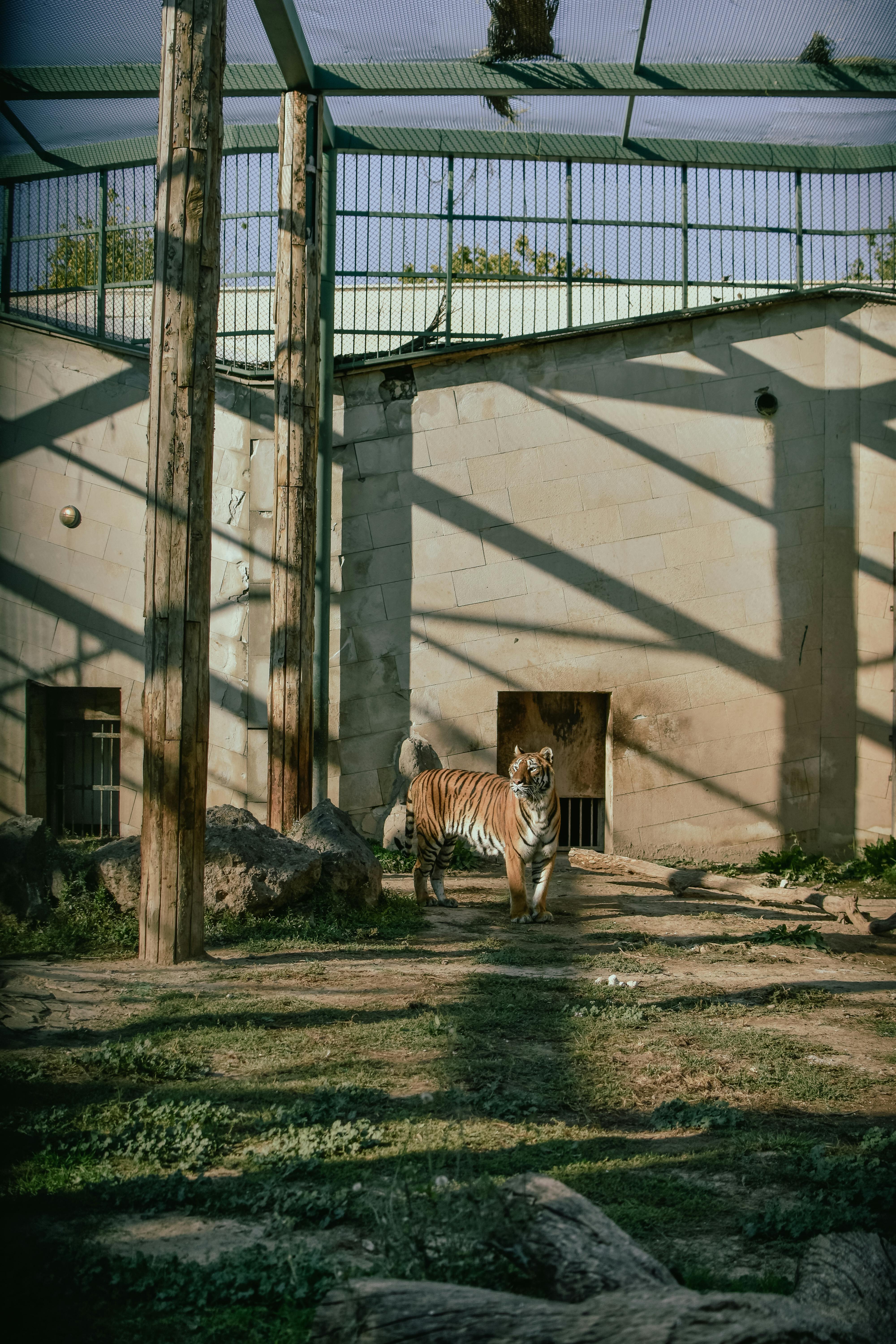 Tiger in Enclosure · Free Stock Photo